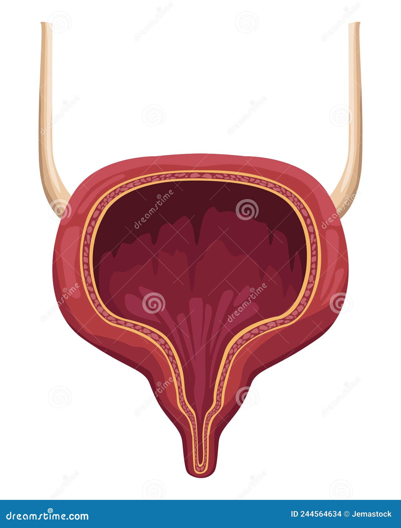 Bladder Realistic Human Organ Stock Vector - Illustration of health ...
