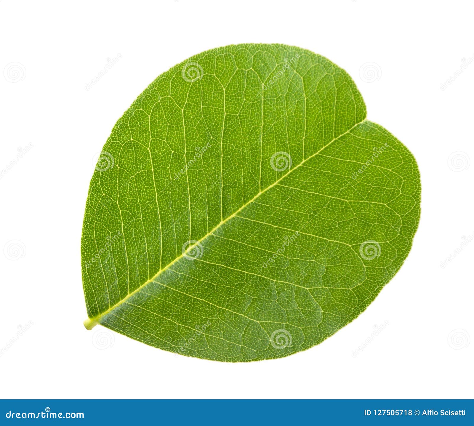 Bladder senna leaf stock photo. Image of arborescens - 127505718
