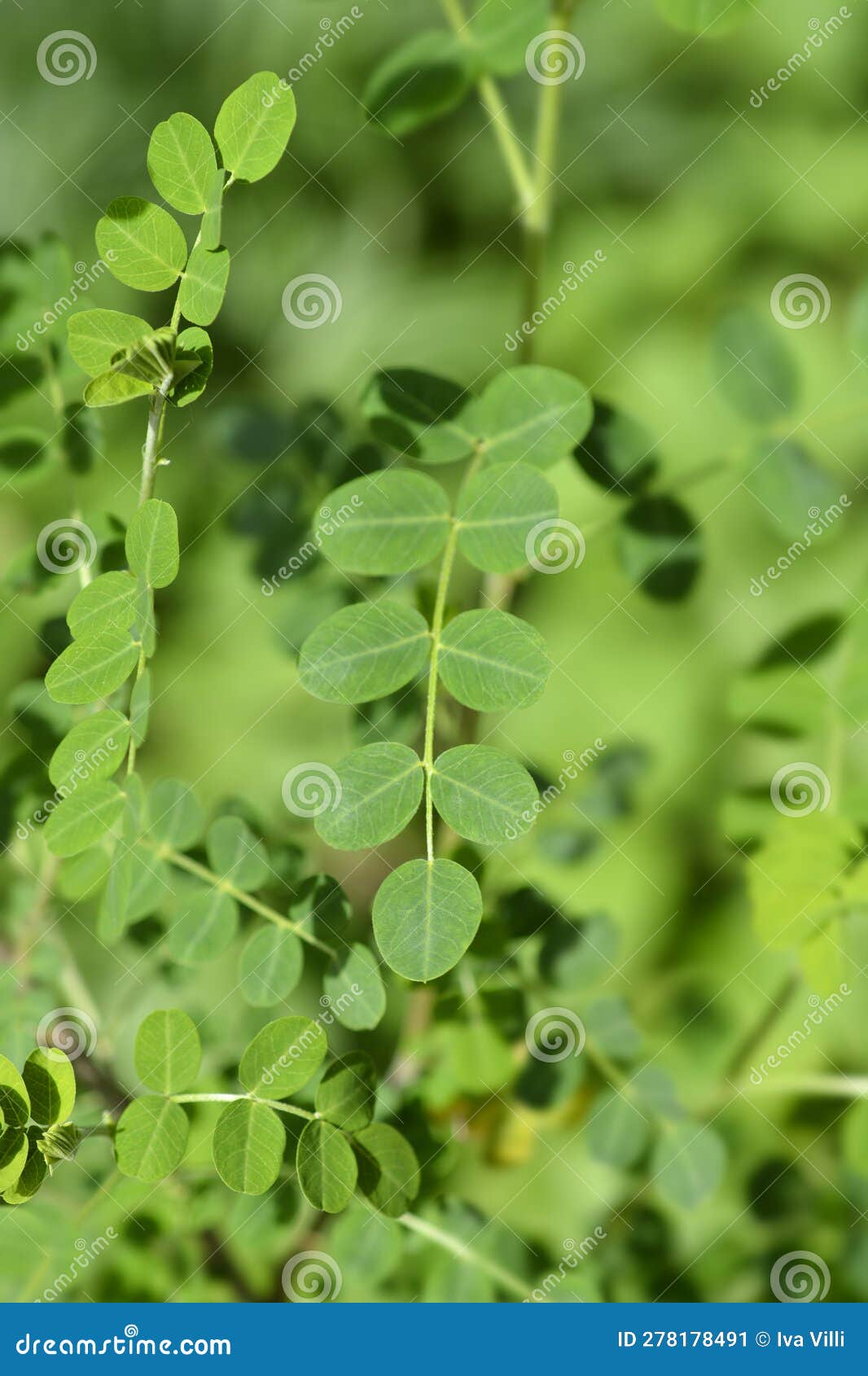 Bladder senna stock image. Image of arborescens, senna - 278178491