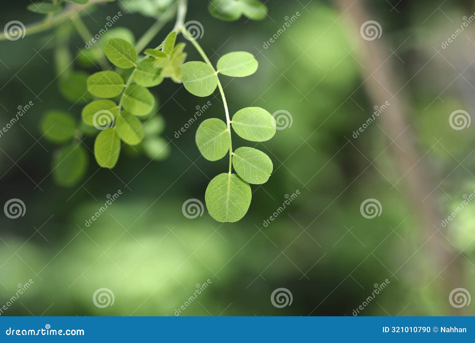 Bladder senna stock photo. Image of outdoors, bladder - 321010790