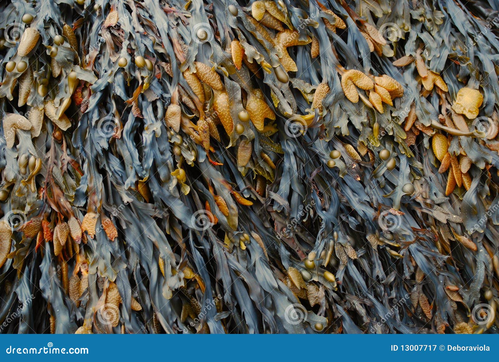 Bladder Wrack stock image. Image of summer, black, leaves - 13007717