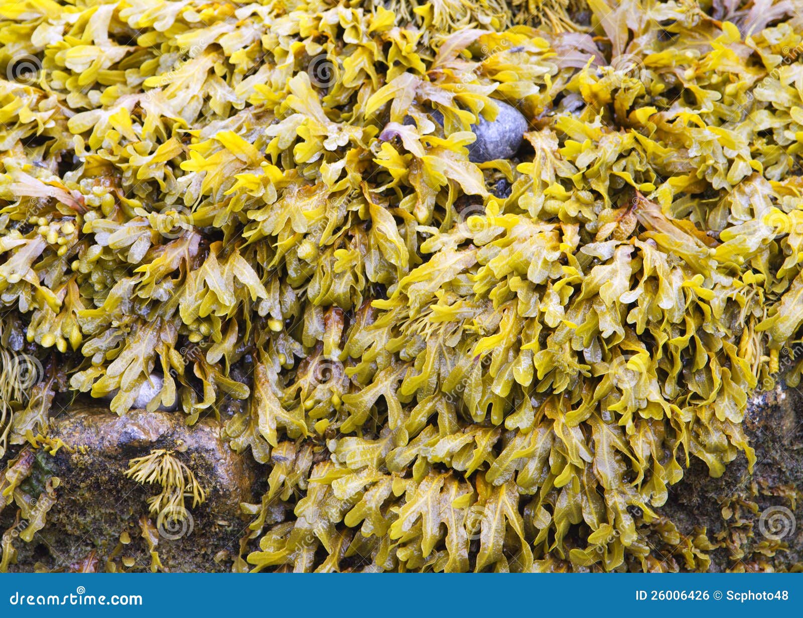 Bladder Wrack Royalty-Free Stock Photography | CartoonDealer.com #13007717