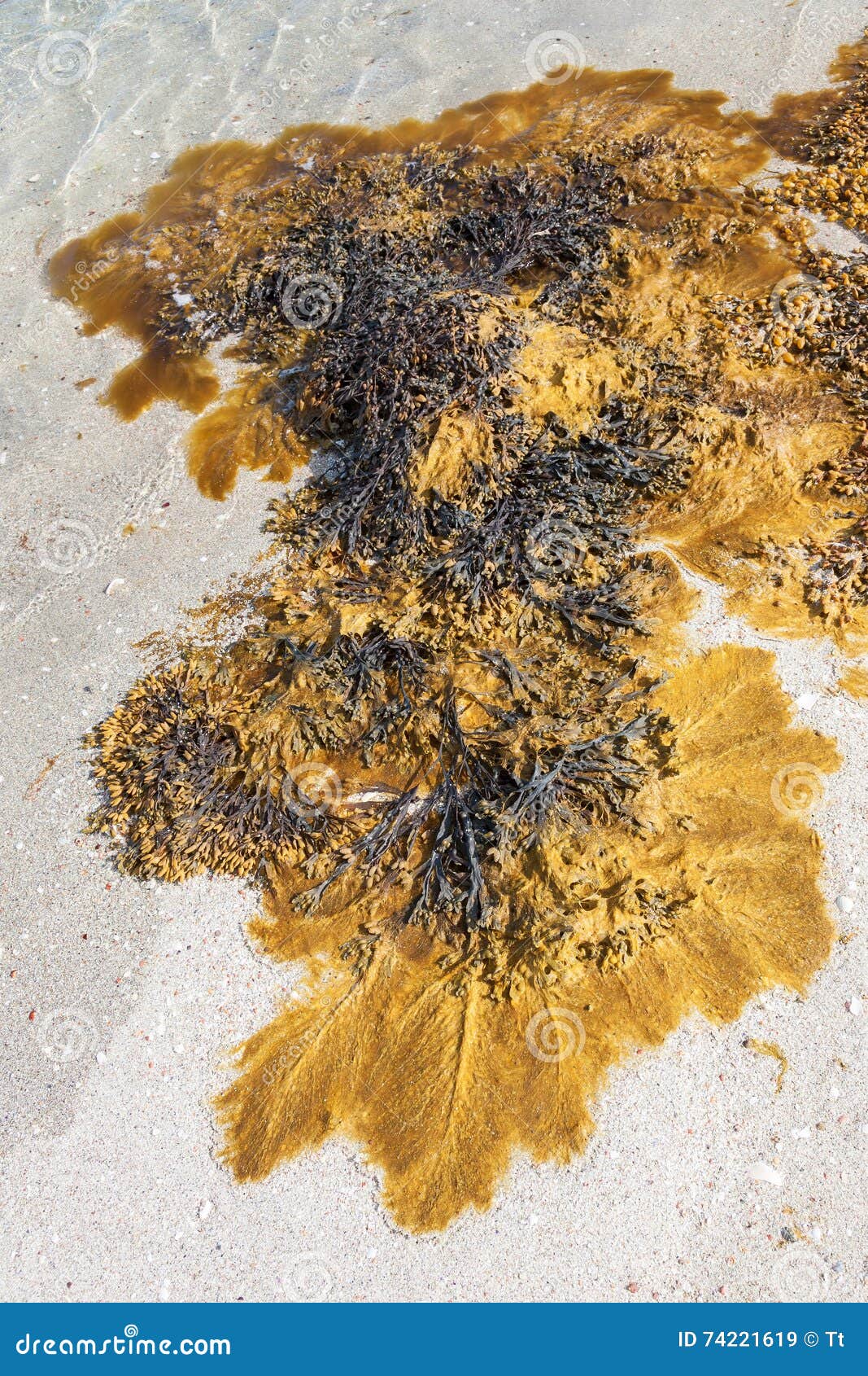 Bladder wrack at the beach stock image. Image of sand - 74221619