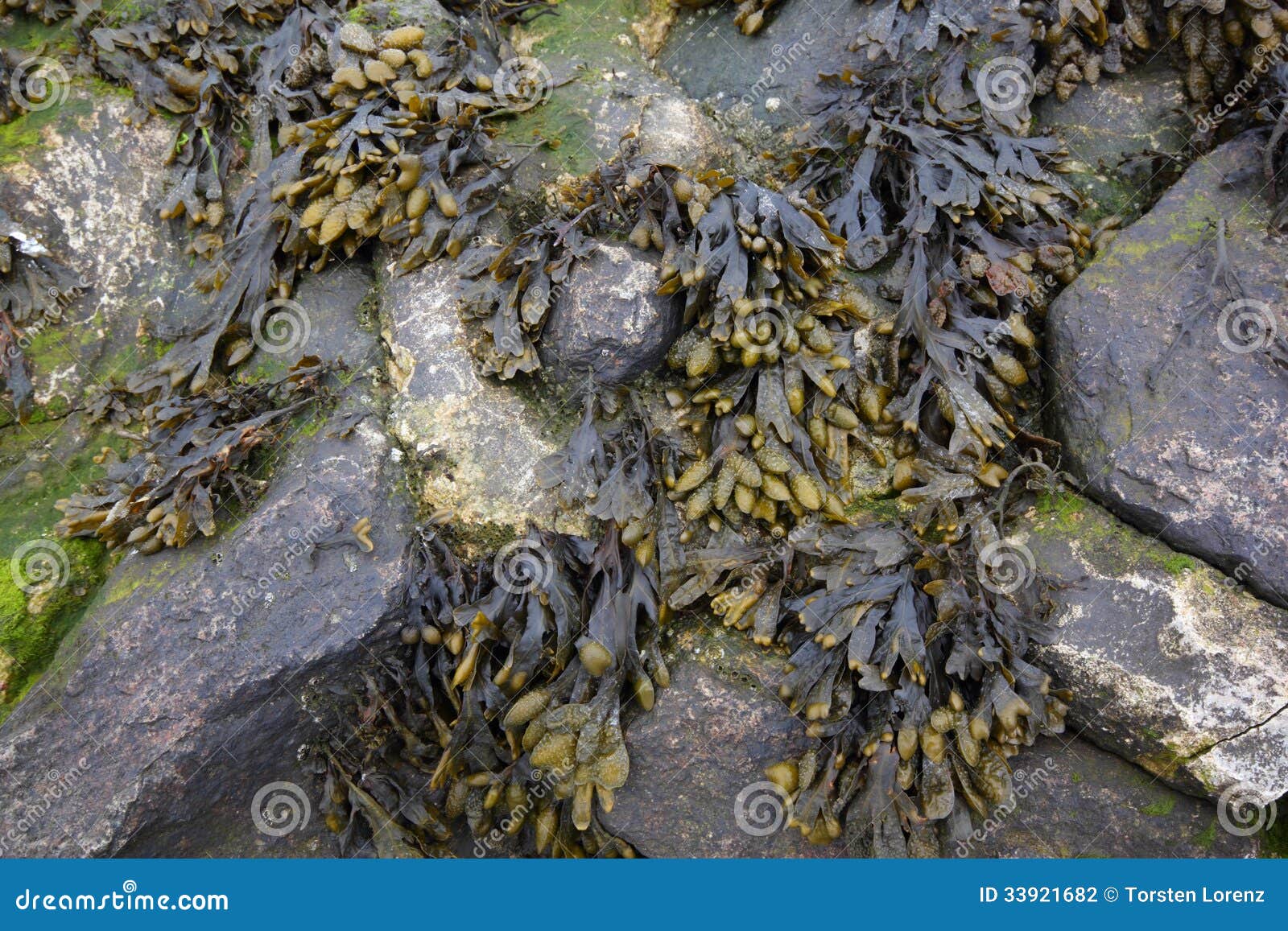 Bladder Wrack Royalty-Free Stock Photography | CartoonDealer.com #13007717
