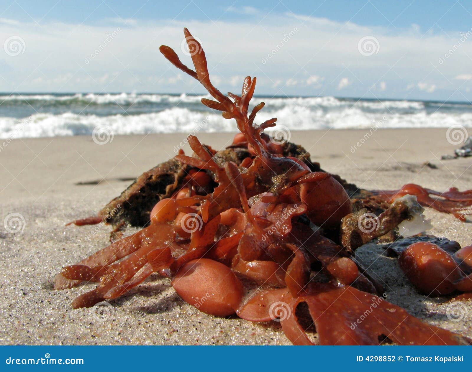 Bladderwrack stock photo. Image of waves, seaweed, plant - 4298852