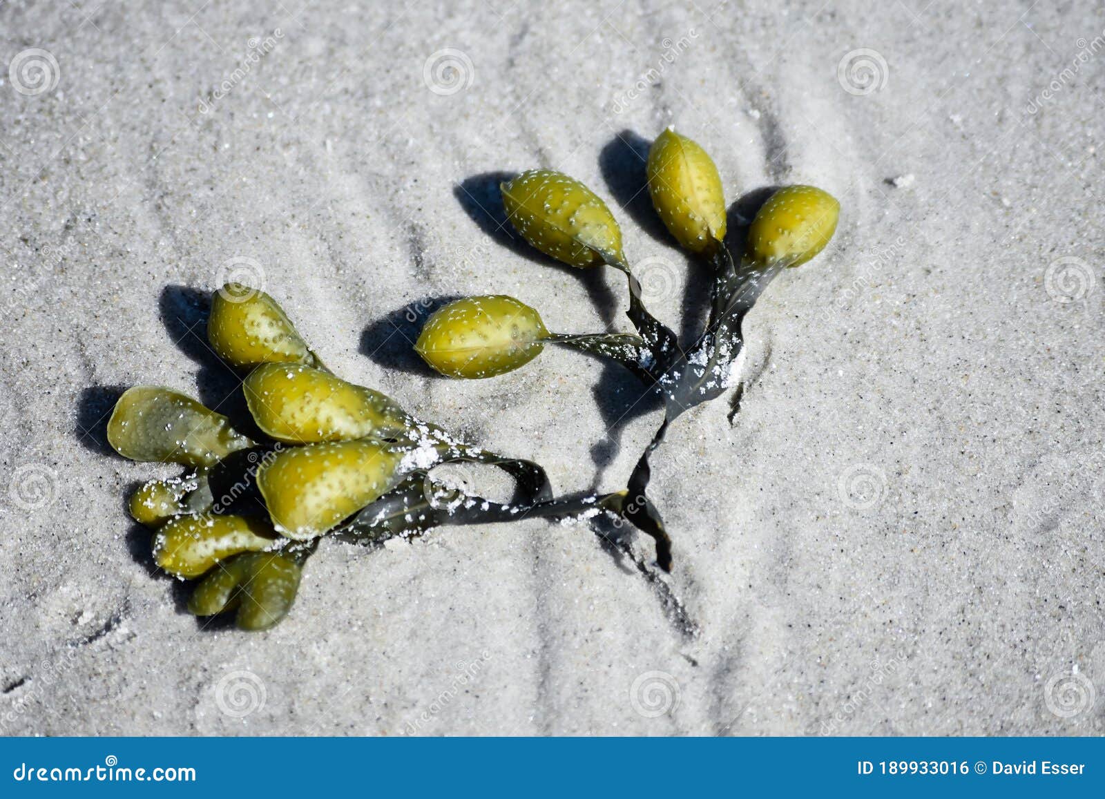 Bladderwrack Has Been Washed Ashore on the Beach Stock Photo - Image of ...