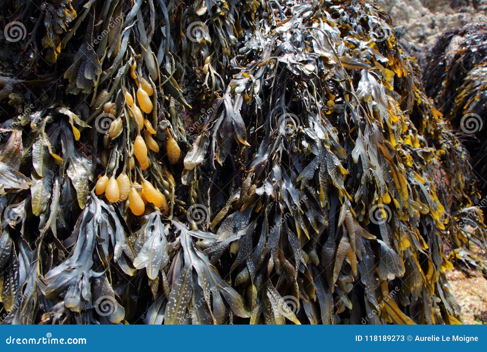 Bladderwrack on Rocks in Brittany Stock Image - Image of nature, algae ...