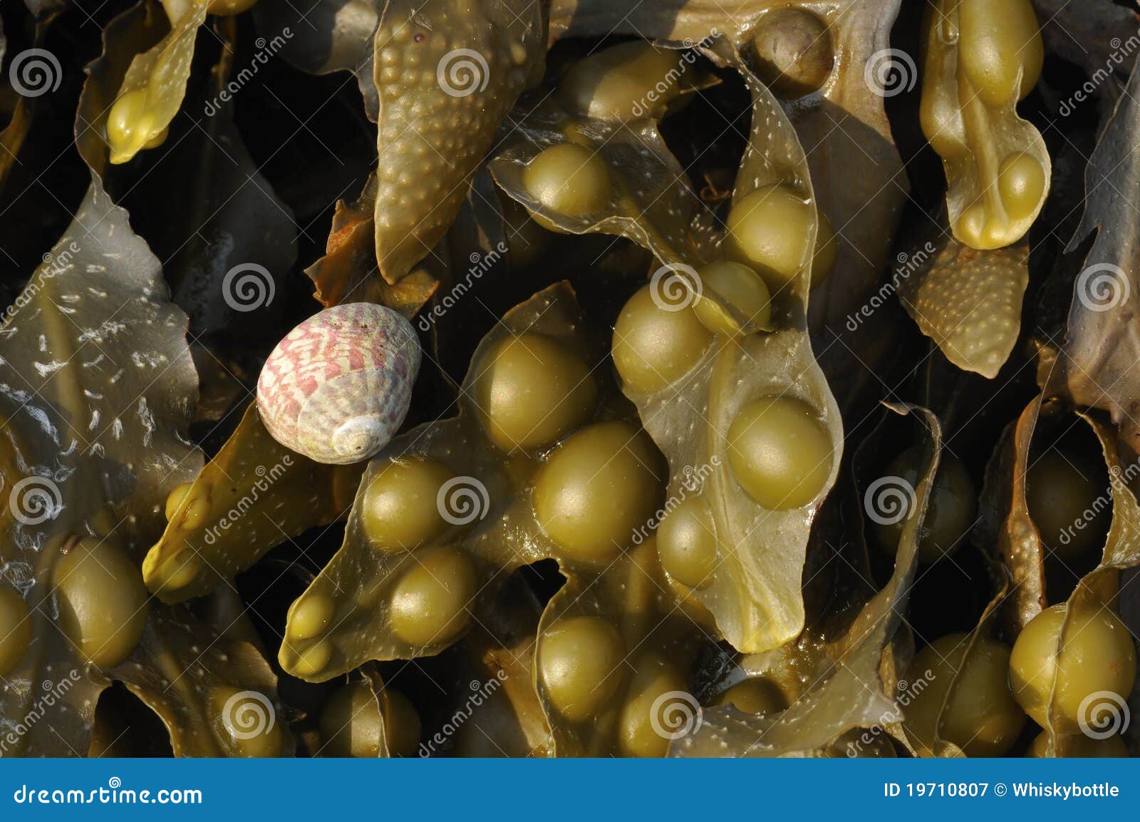 Bladderwrack Seaweed Background Texture. Seaweed Background. Green ...