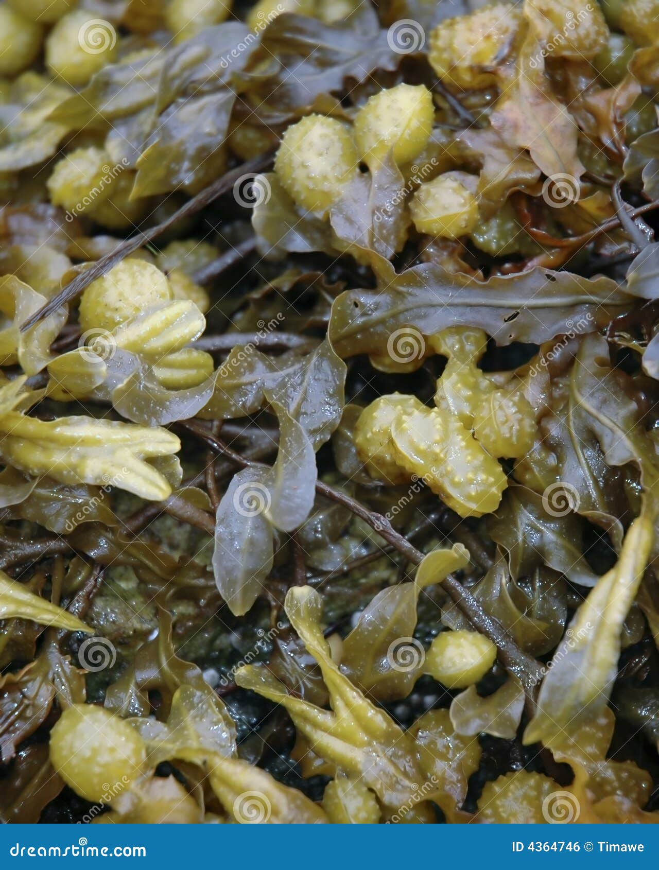 Bladderwrack Seaweed Background Texture. Seaweed Background. Green ...