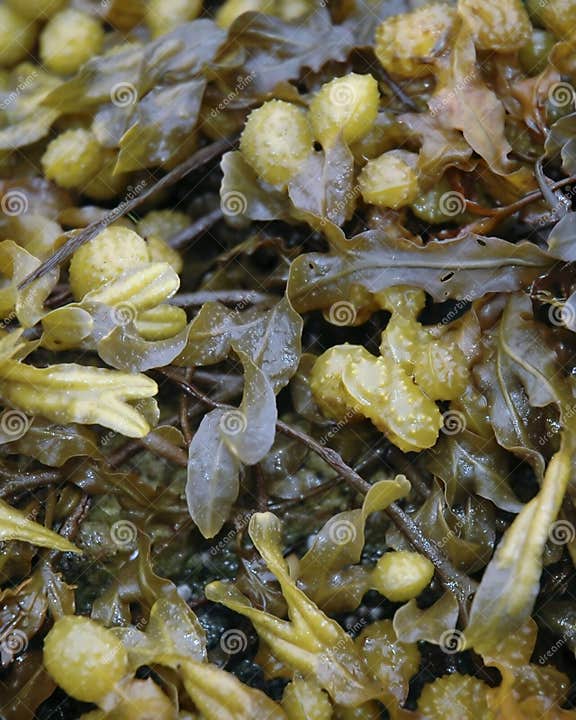 Bladderwrack Seaweed stock photo. Image of algae, zone - 4364746