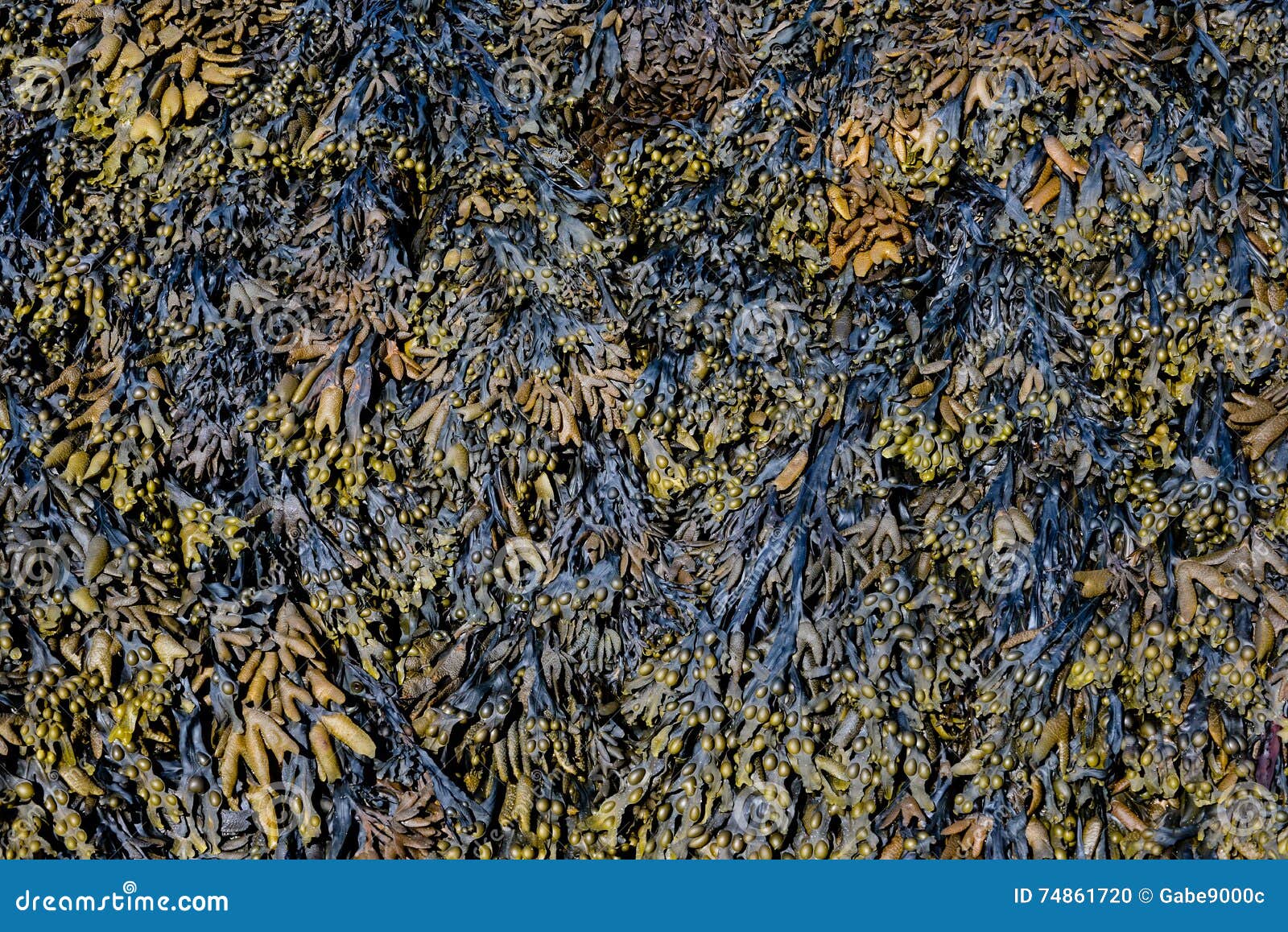 Bladderwrack Seaweed stock photo. Image of weed, food - 74861720