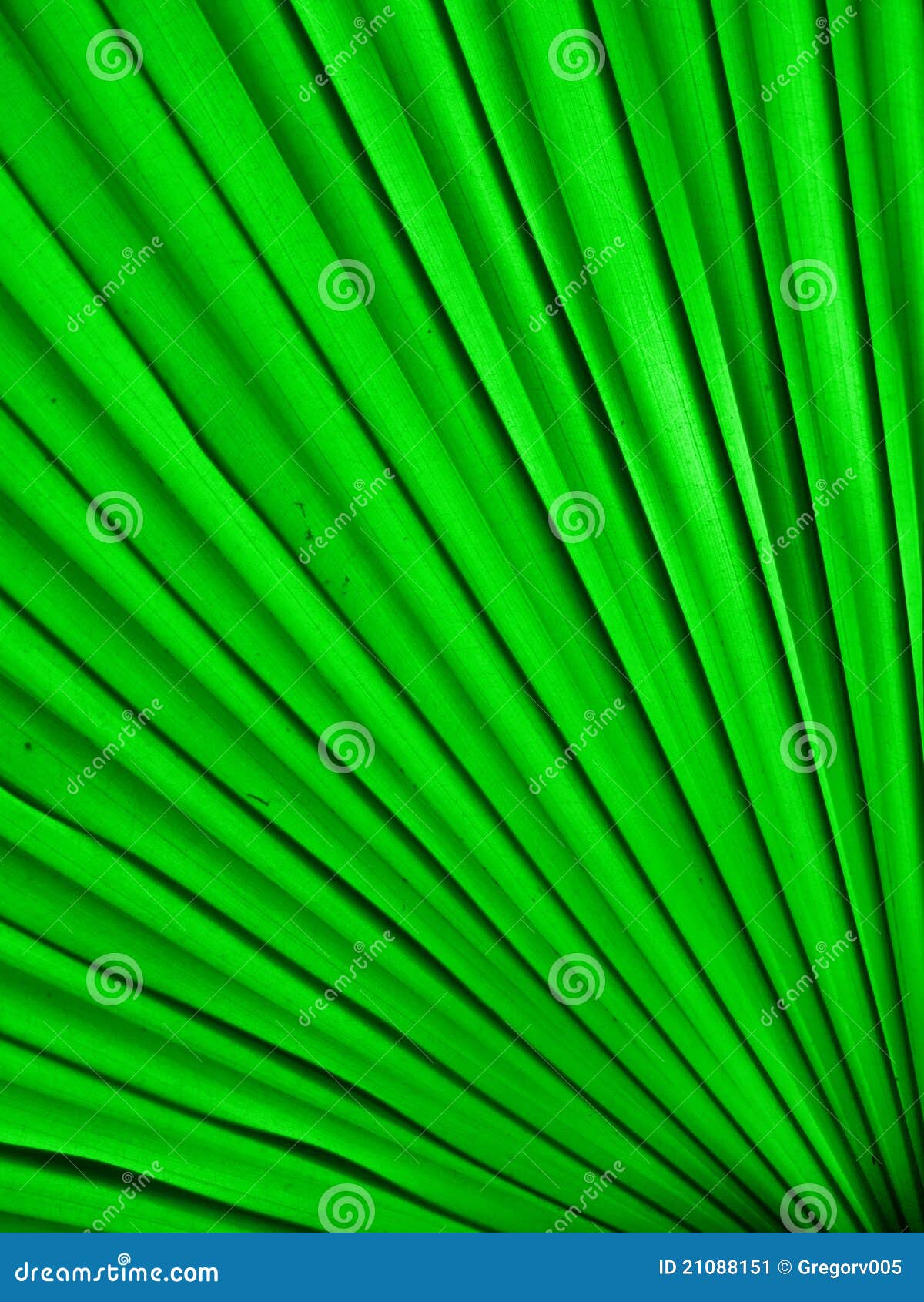 Blade of grass stock image. Image of abstract, plant - 21088151