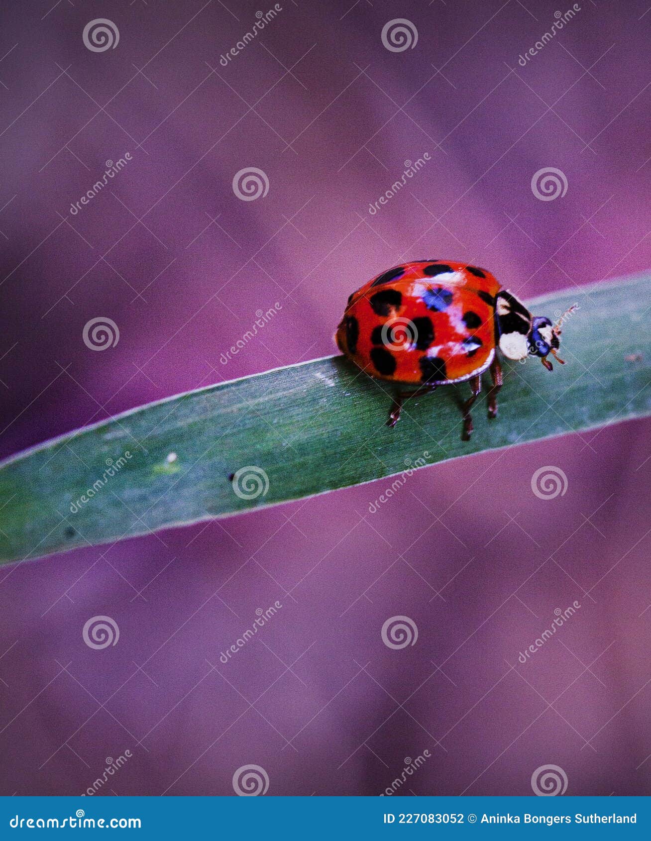 Close Shot of Single Lady Bug on Grass Blade Stock Photo - Image of ...