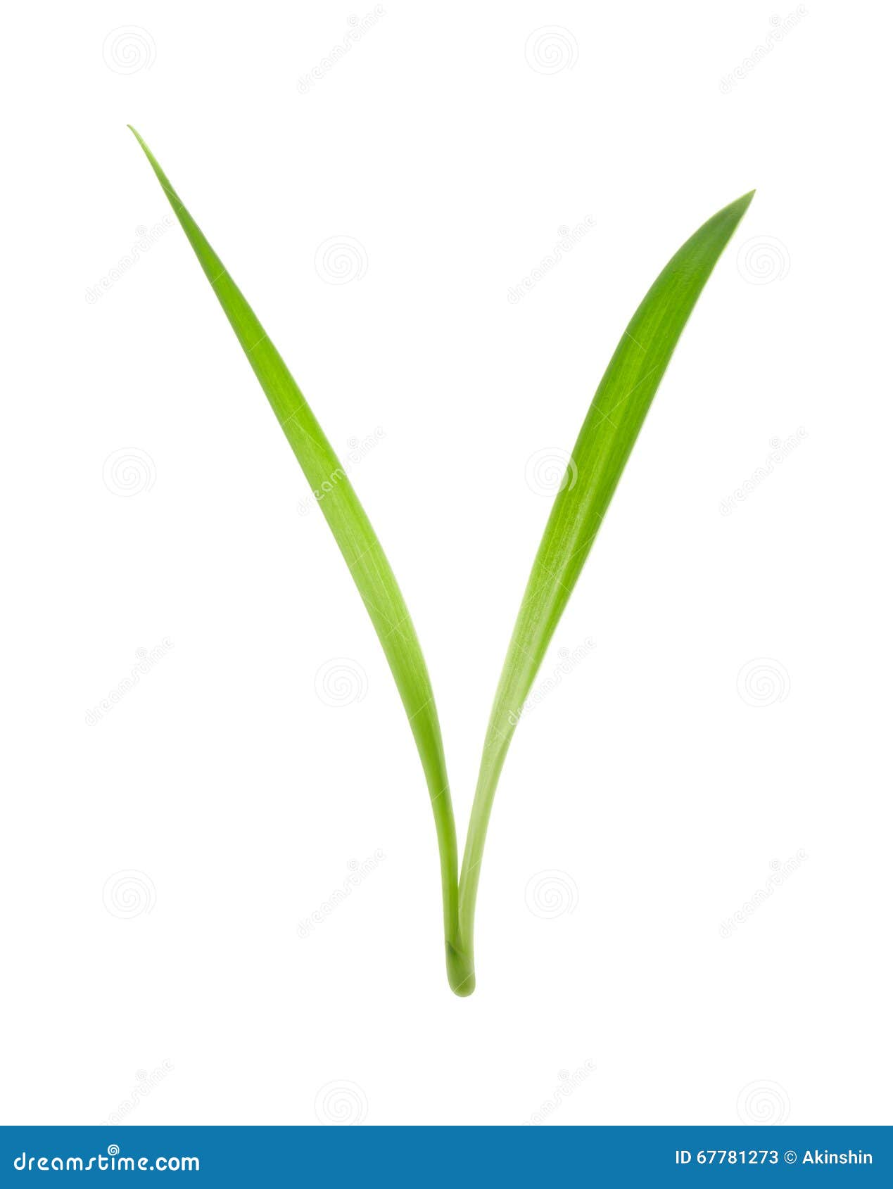 Blade of grass stock image. Image of environment, bright - 67781273