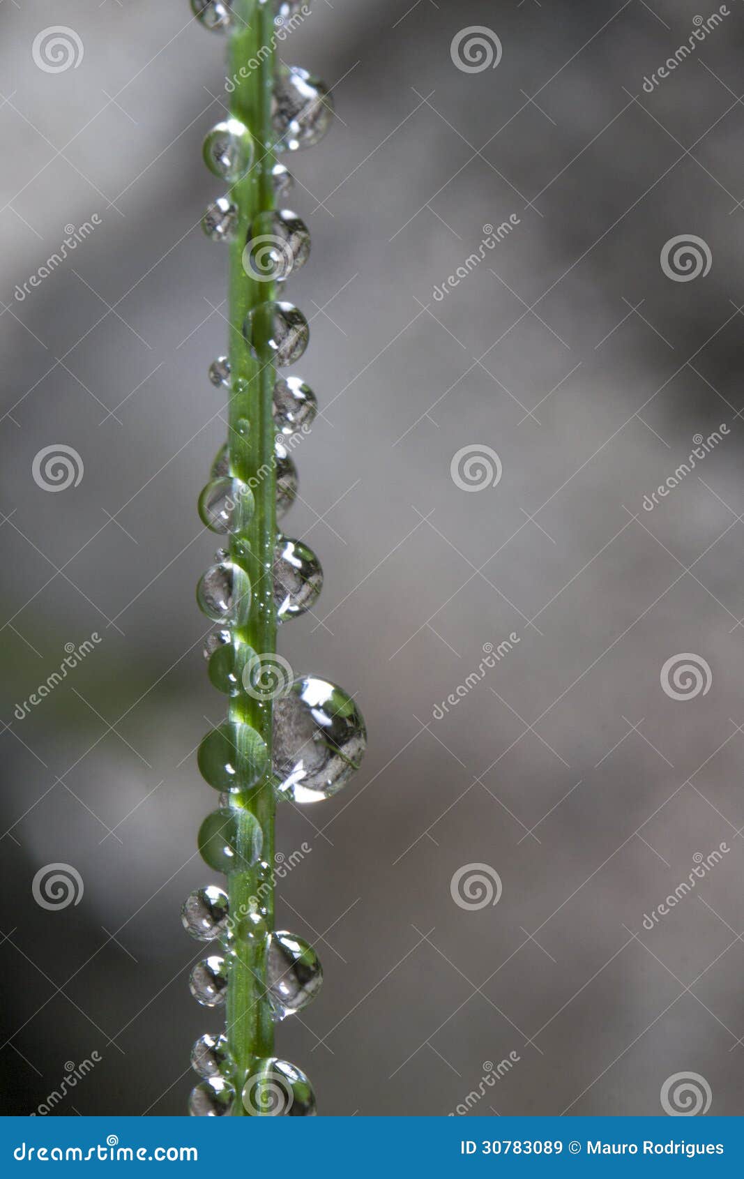 Blade of Grass with Morning Condensation Stock Image - Image of grass ...