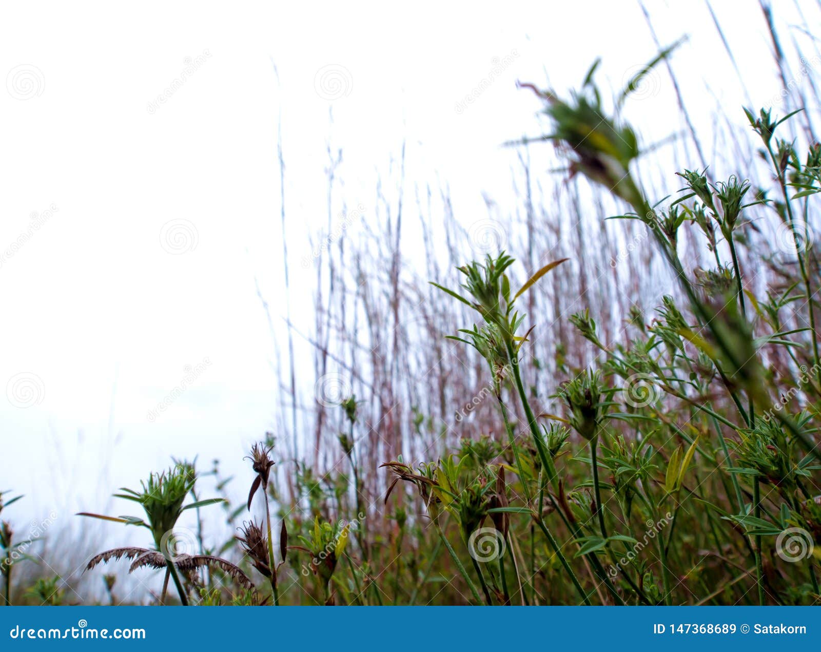 Blade of Grass in Wind at the Grassland Countryside Stock Image - Image ...