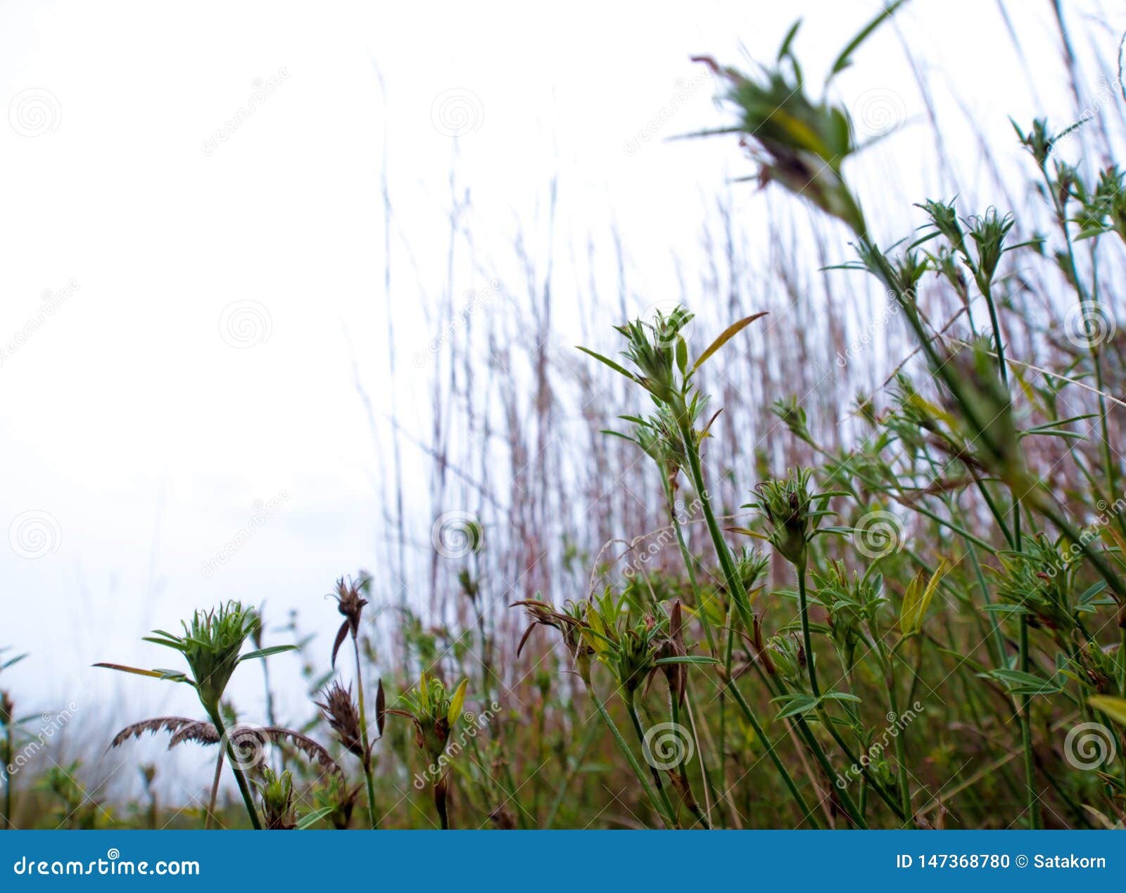 Blade of Grass in Wind at the Grassland Countryside Stock Photo - Image ...