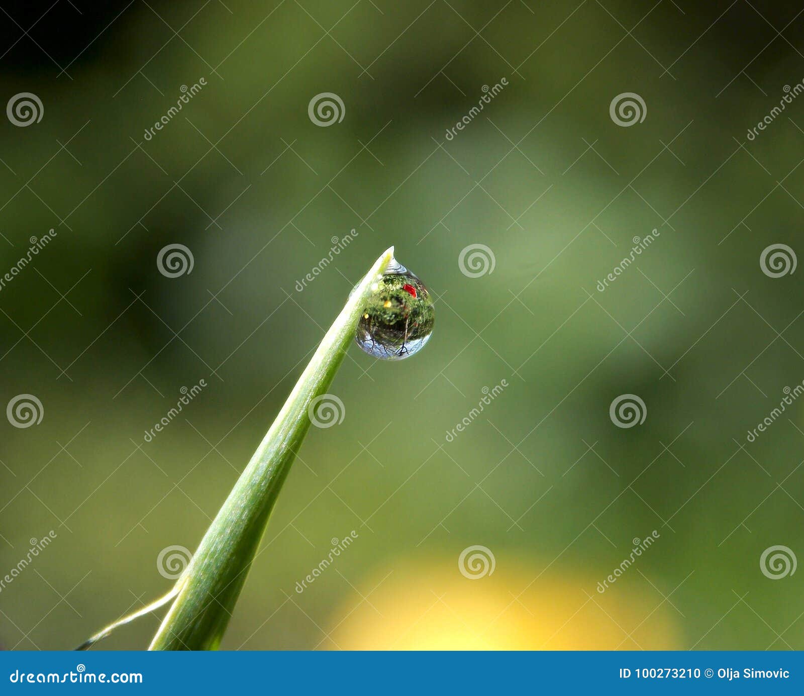 Grass and drop stock photo. Image of green, color, drop - 100273210
