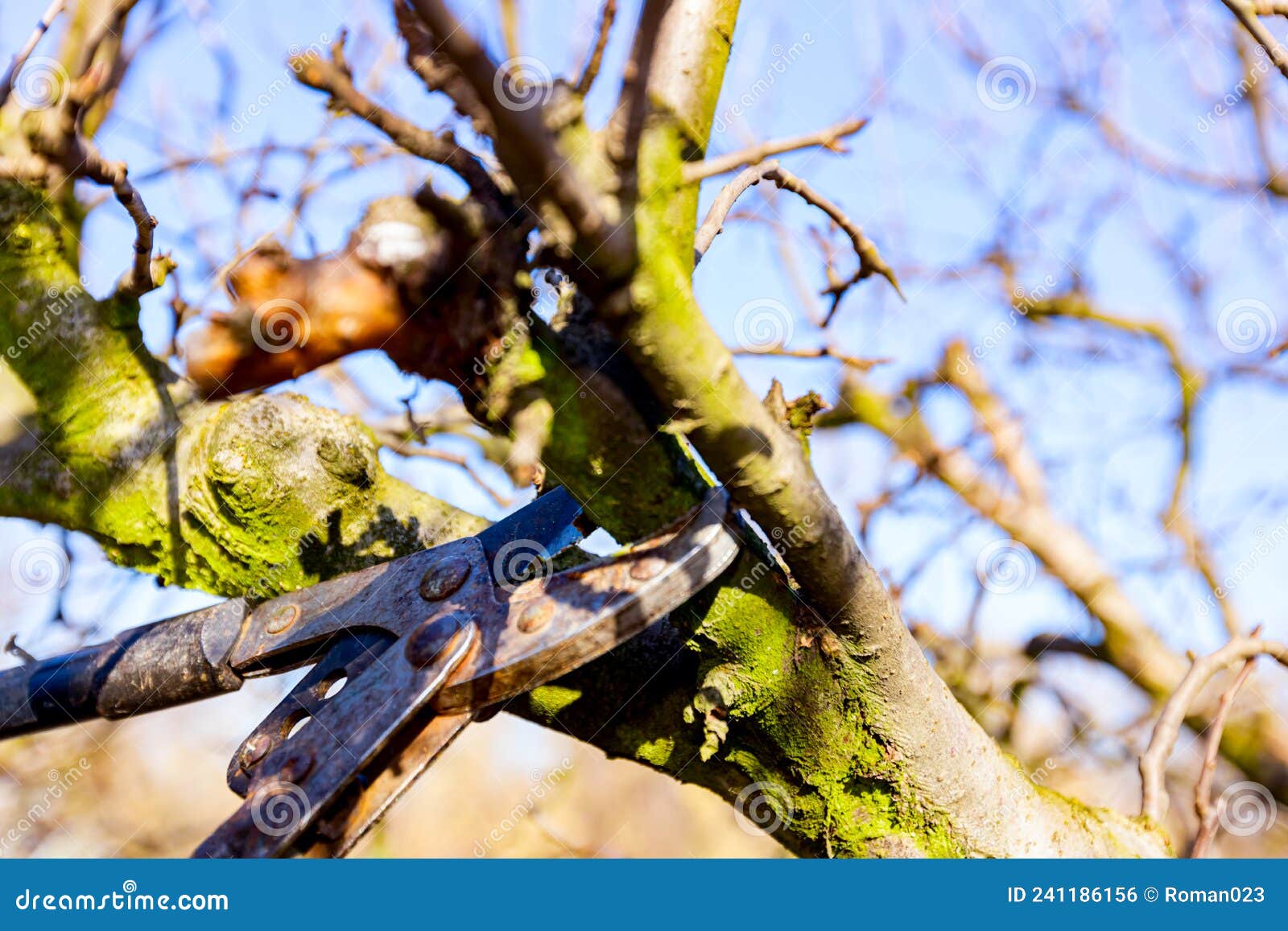 Blade of Long Shears As Pruning Fruit Trees in the Orchard Stock Photo ...