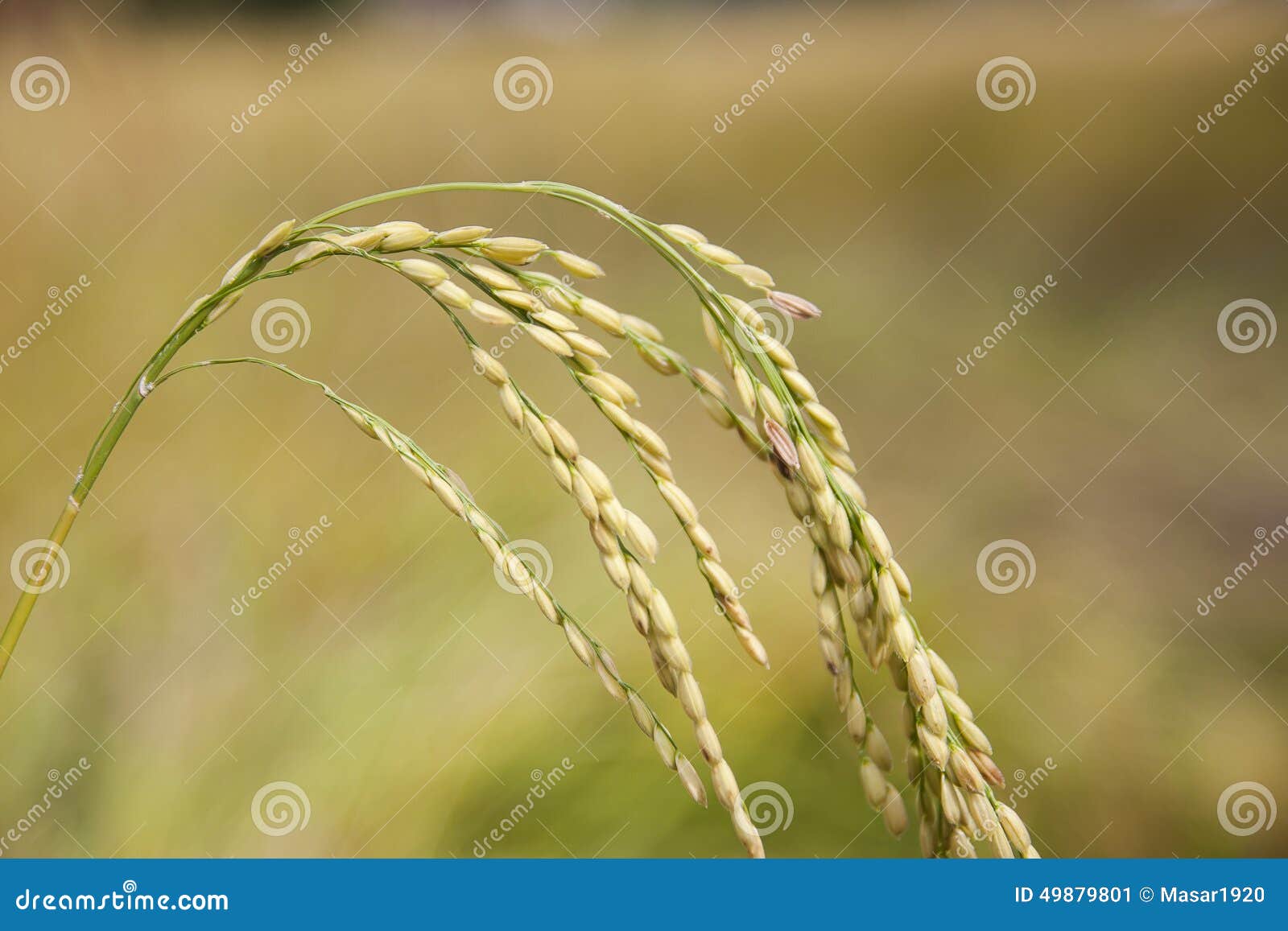 Blade of Nepalese Rice Fields in Nepal Stock Image - Image of corn ...