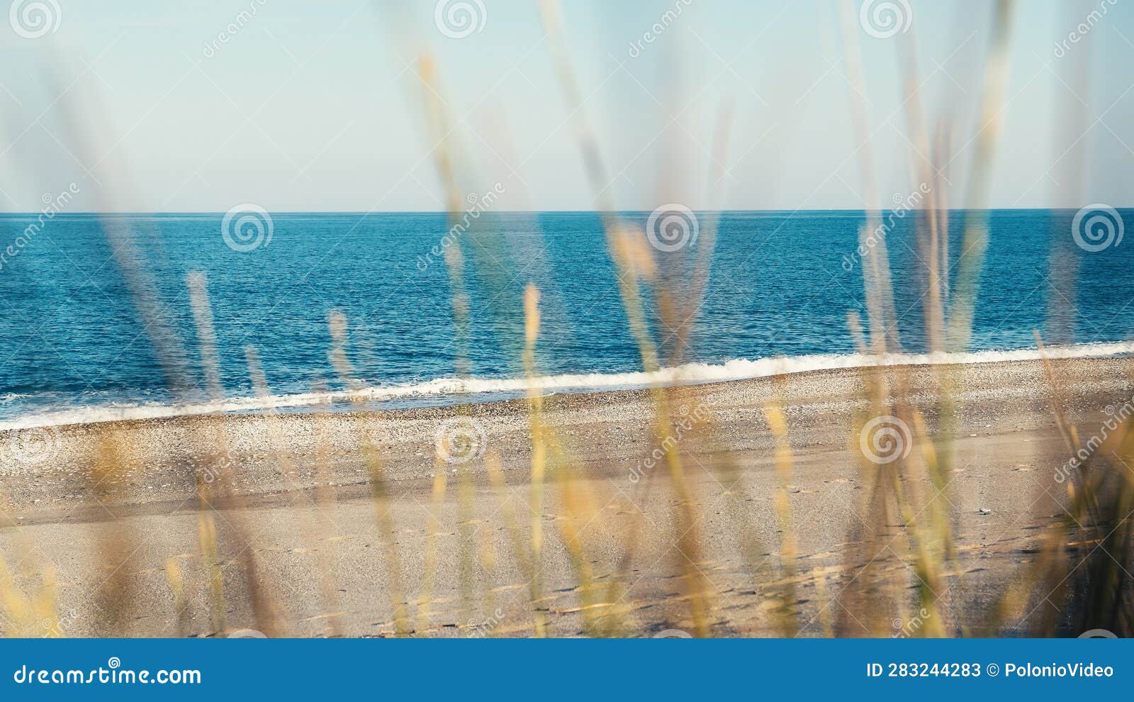 Blade Plants on the Beach Near the Ocean Stock Image - Image of summer ...