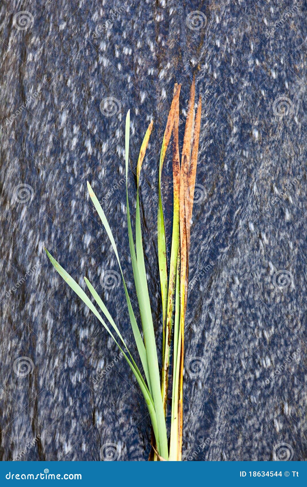 Blade of reed stock photo. Image of nature, beauty, flow - 18634544