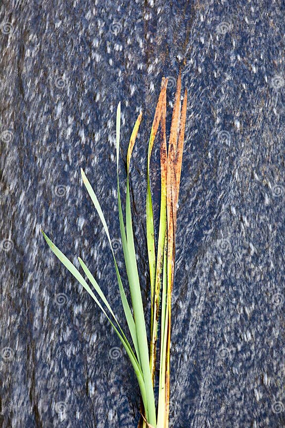 Blade of reed stock photo. Image of nature, beauty, flow - 18634544