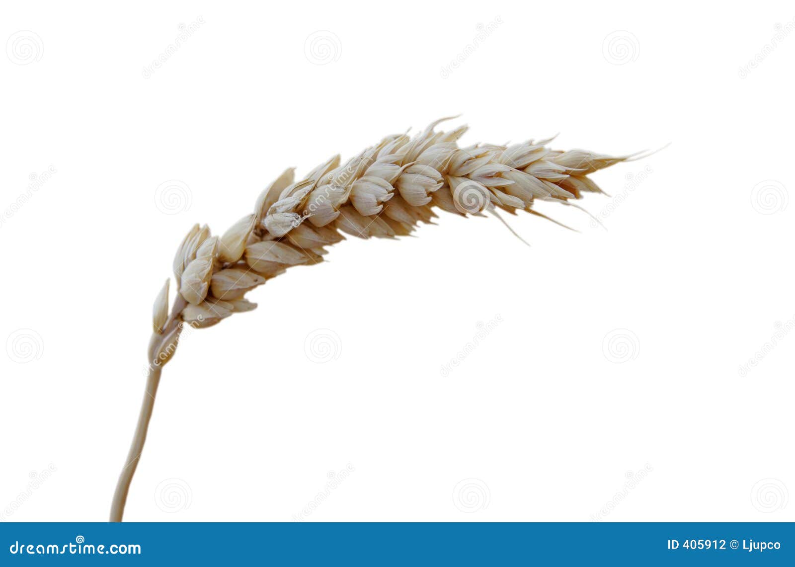 A blade of wheat stock photo. Image of cereal, growth, grain - 405912