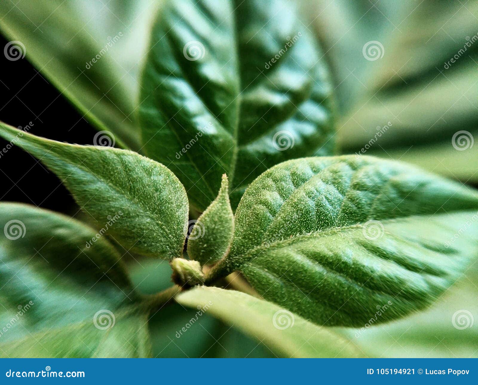 Bladeren stock afbeelding. Image of gezoem, fotografie - 105194921
