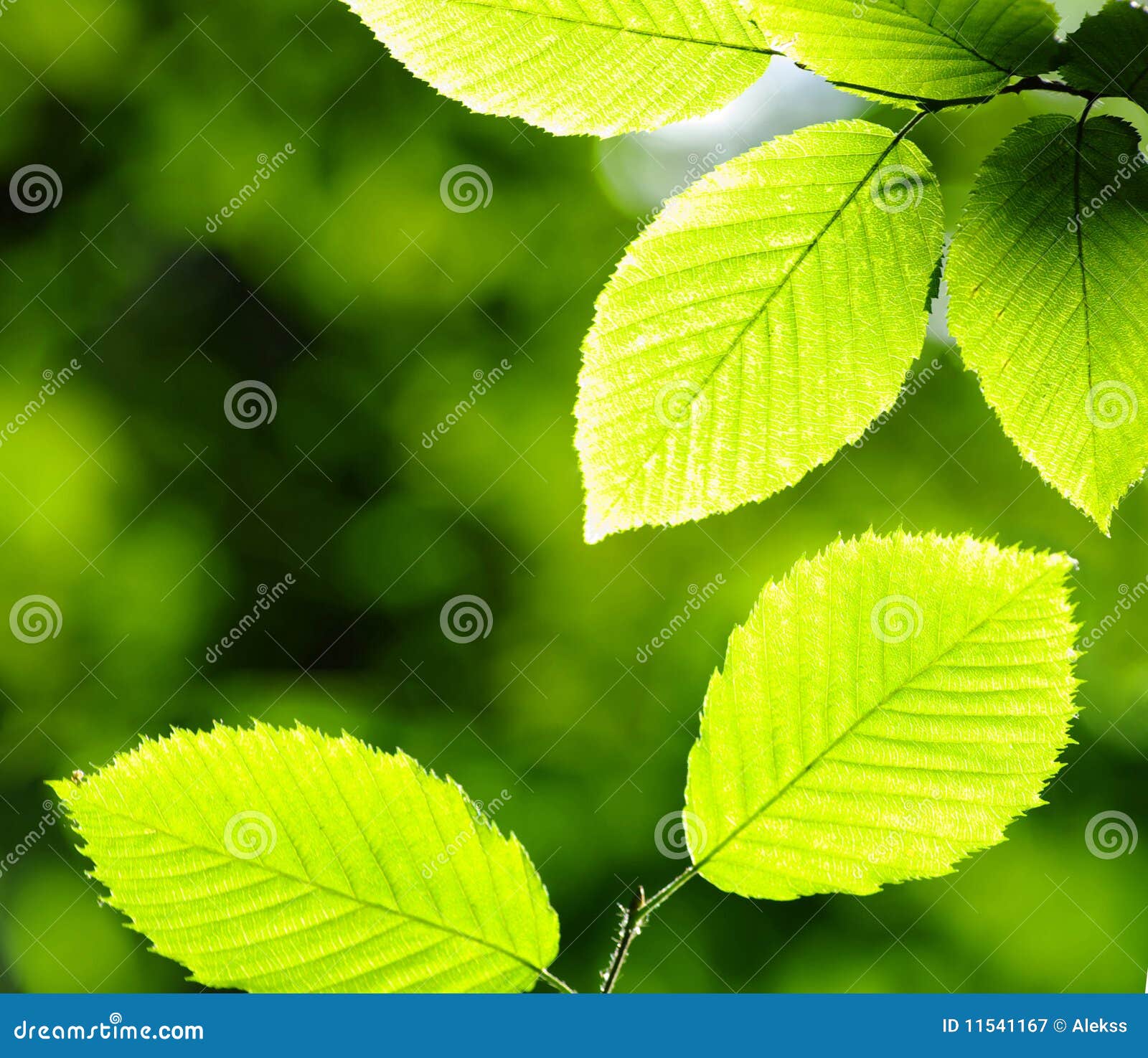 Bladeren stock afbeelding. Image of milieu, bladeren - 11541167