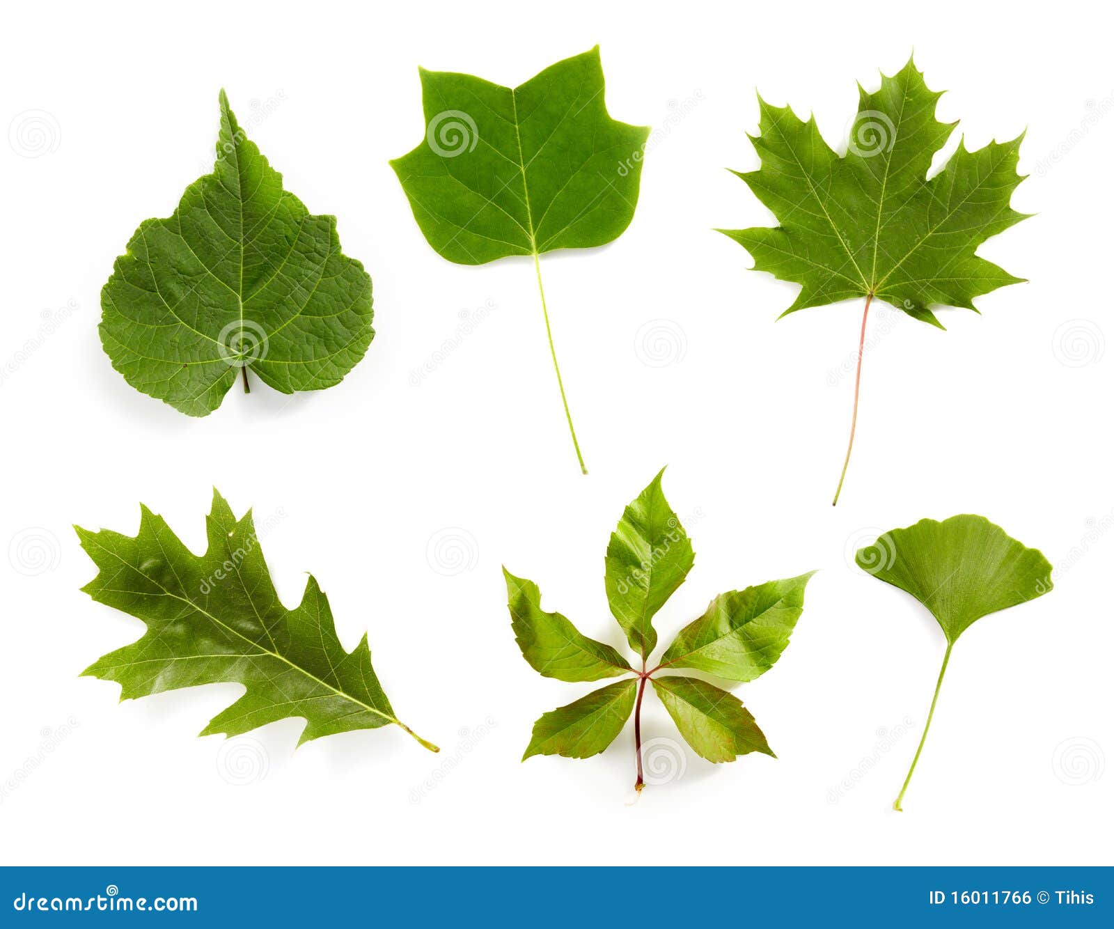 Bladeren stock foto. Image of boom, bladeren, tulp, gegevens - 16011766