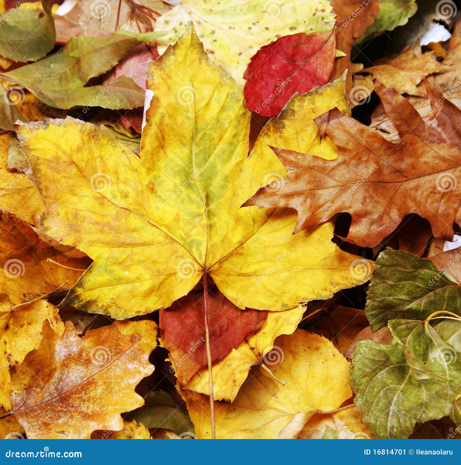 Bladeren stock afbeelding. Image of plantkunde, achtergrond - 16814701