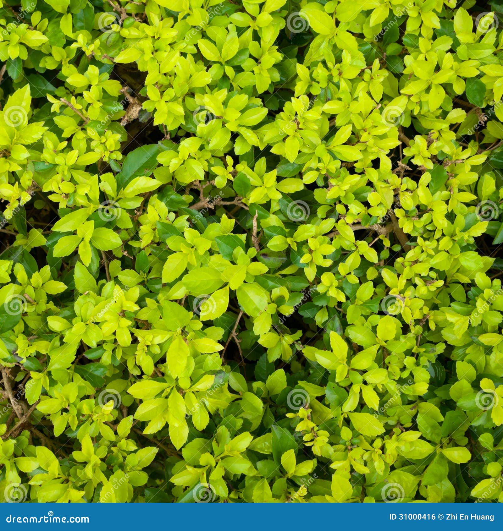 Bladeren stock foto. Image of naughty, tuin, samenvatting - 31000416