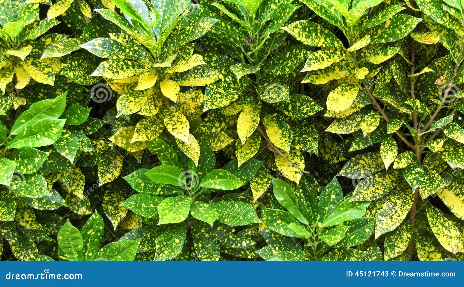 Bladeren stock afbeelding. Image of botanisch, vegetatie - 45121743