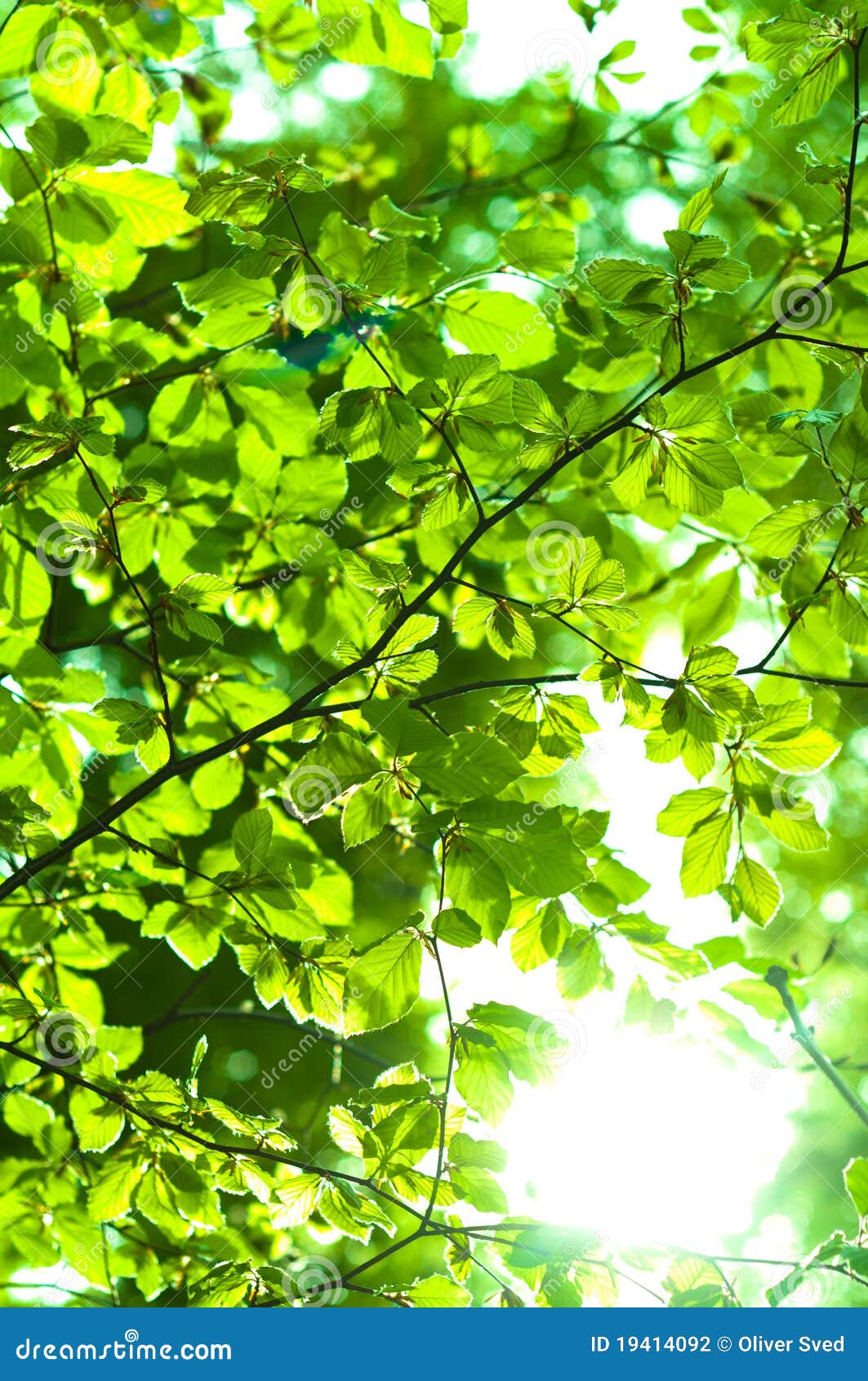 Bladeren in bos met zon stock foto. Image of bomen, trillend - 19414092