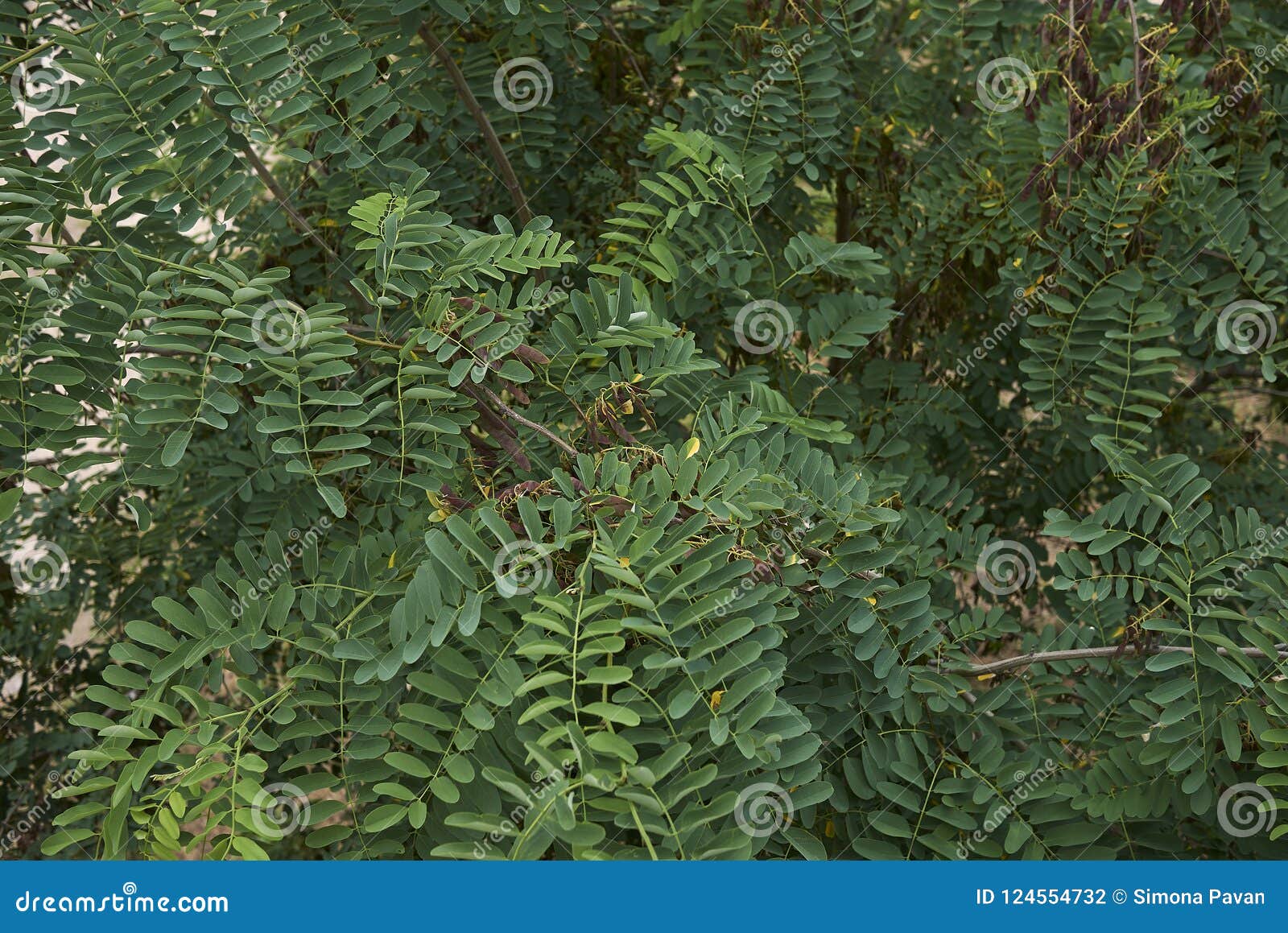Bladeren En Fruit Van Robinia-pseudoacaciaboom Stock Foto - Image of ...