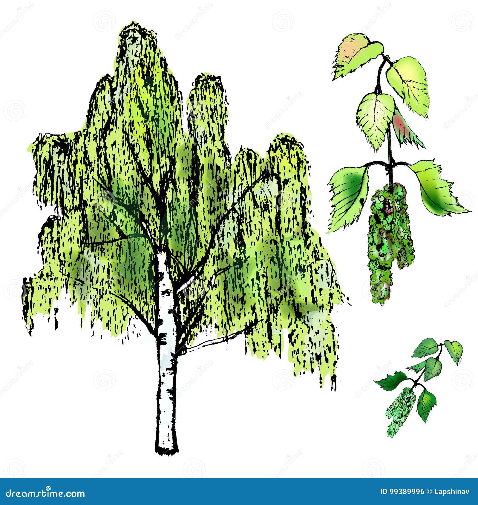 Bladeren Van Berk, Bladeren En Boom, Katjes Van Berk Stock Illustratie ...