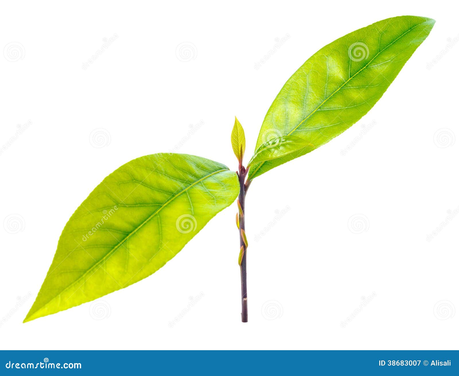 Bladeren Van De Tak De Verse Laurierboom Op Het Wit Stock Afbeelding ...