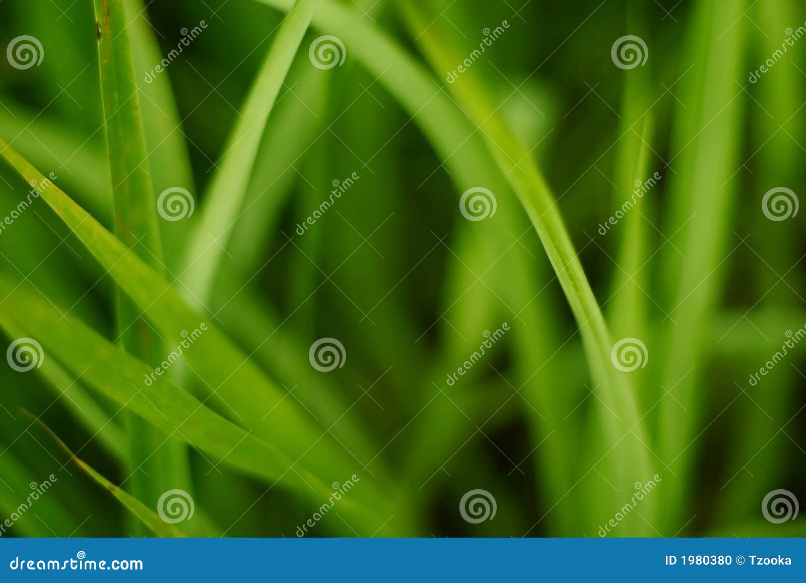 Blades stock photo. Image of grass, green, abstract, botany - 1980380