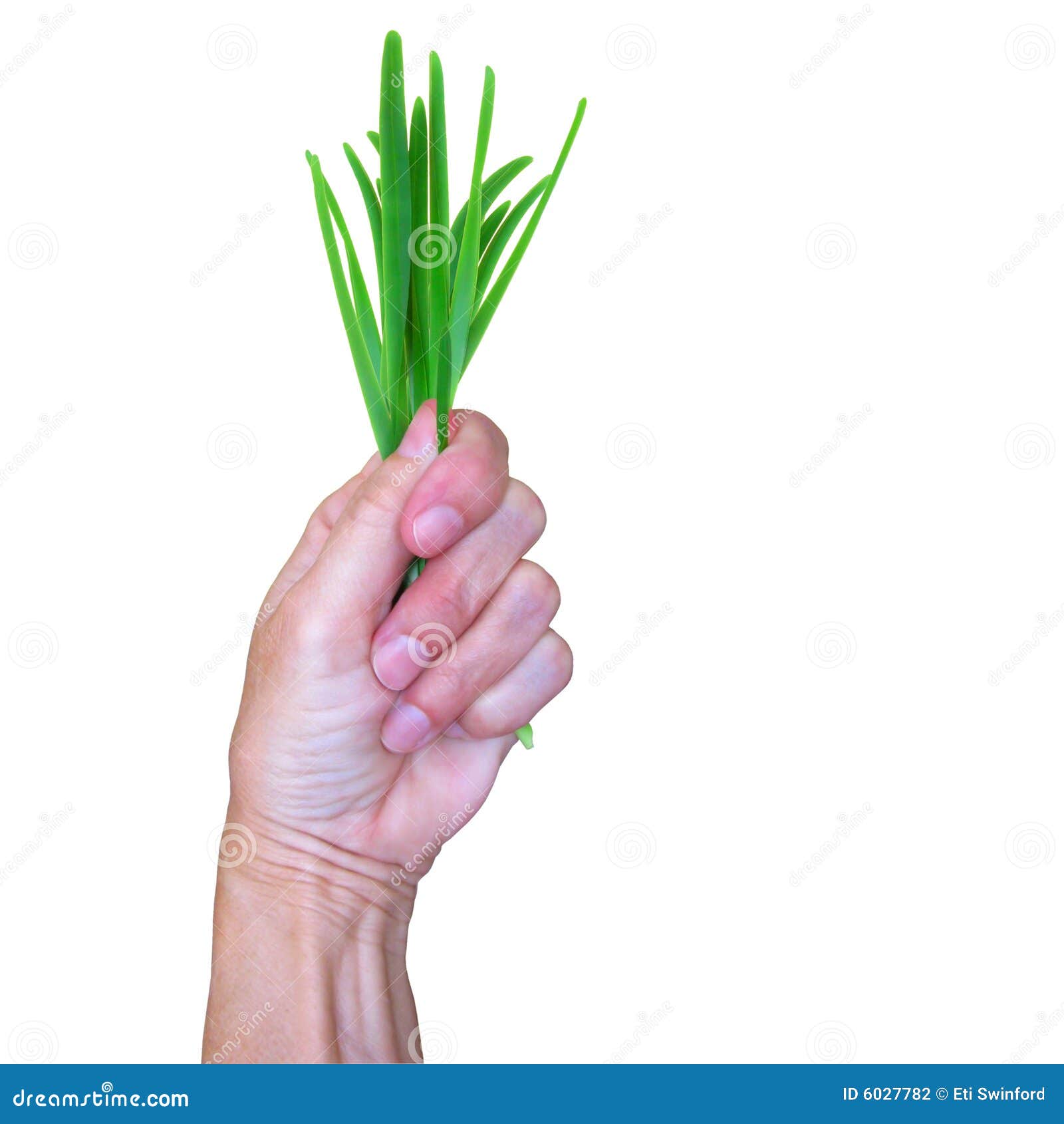 Blades of grass stock photo. Image of recycle, environment - 6027782