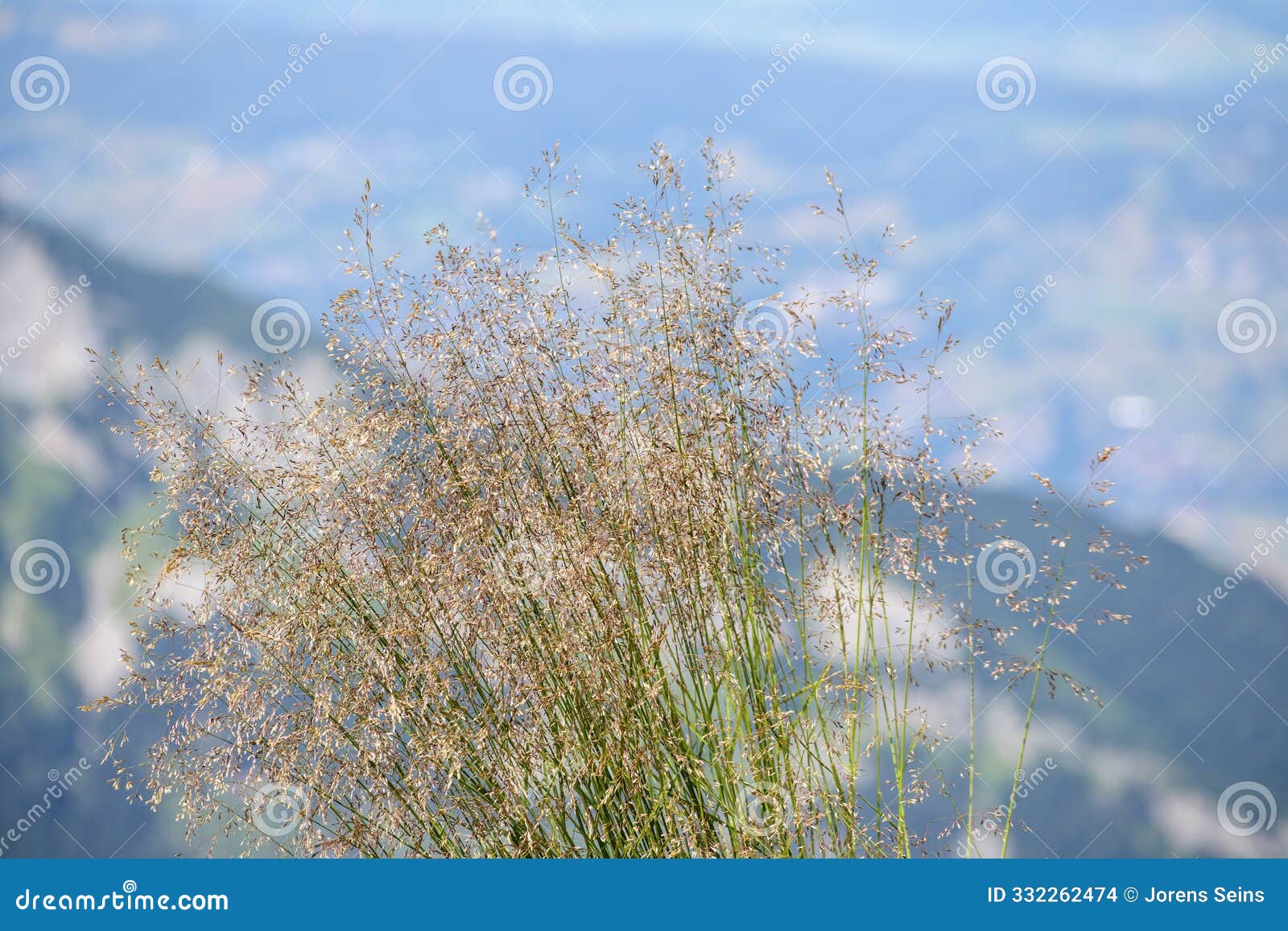 .blades of Grass Blowing in the Wind Against the Background of the ...