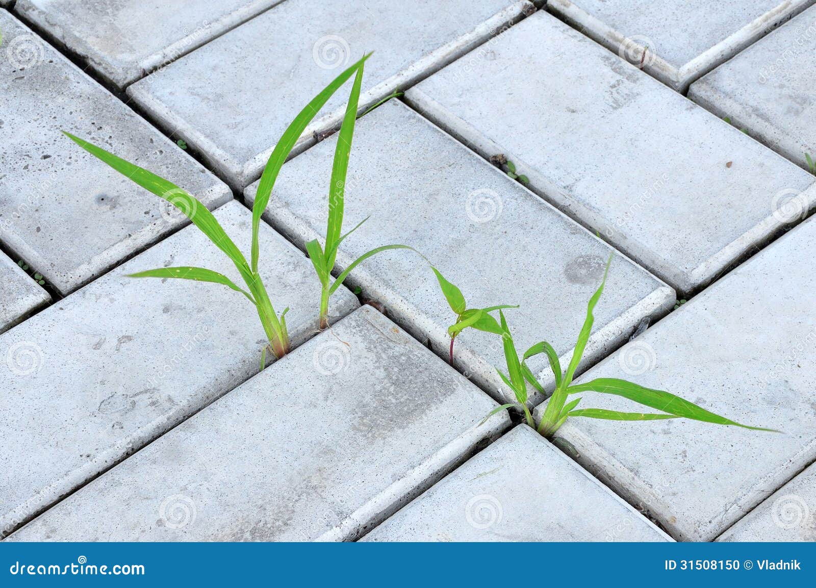 Blades of grass stock photo. Image of road, footpath - 31508150