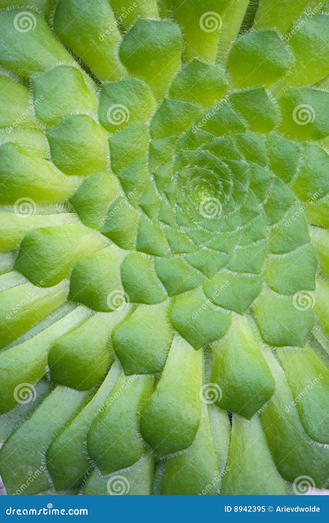 Blades Of A Plant Picture. Image: 8942395