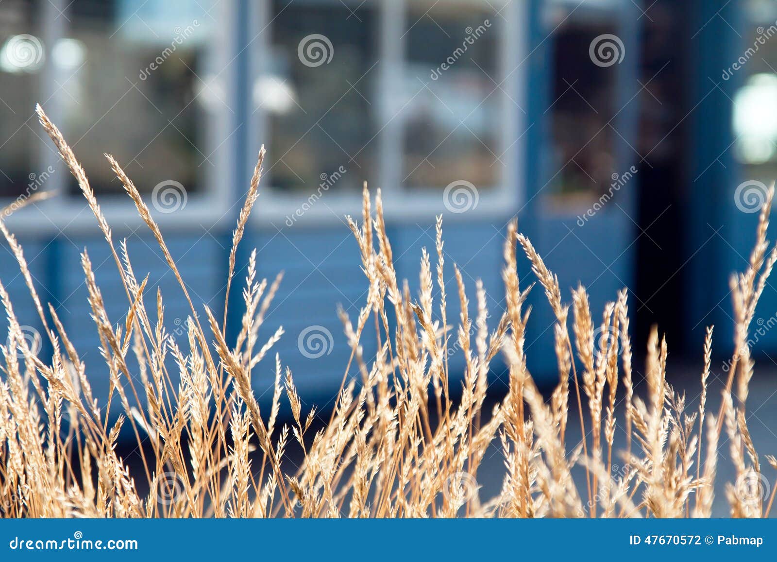 Bright Straw Texture. Old Grass Lay On A Ground Stock Image ...