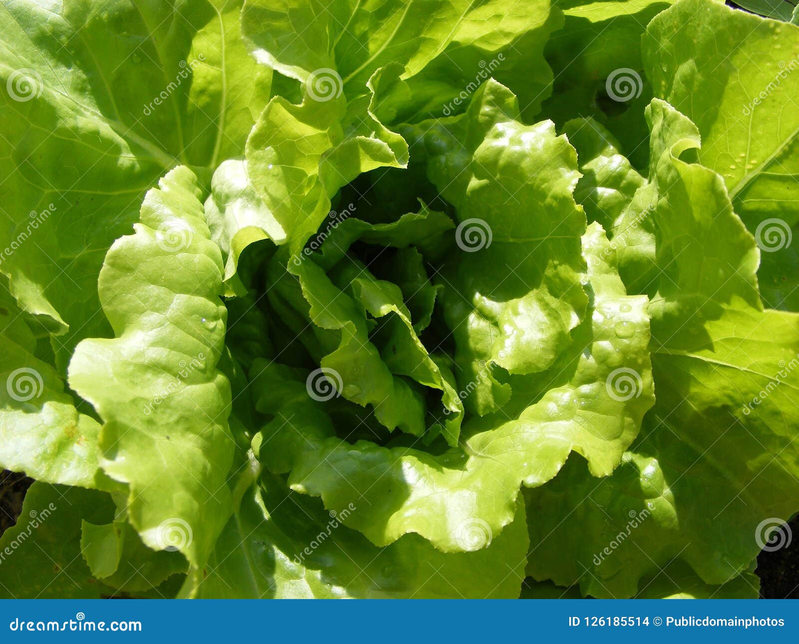 De Groenten Van De Bladgroente Slablad Picture. Image: 126185514