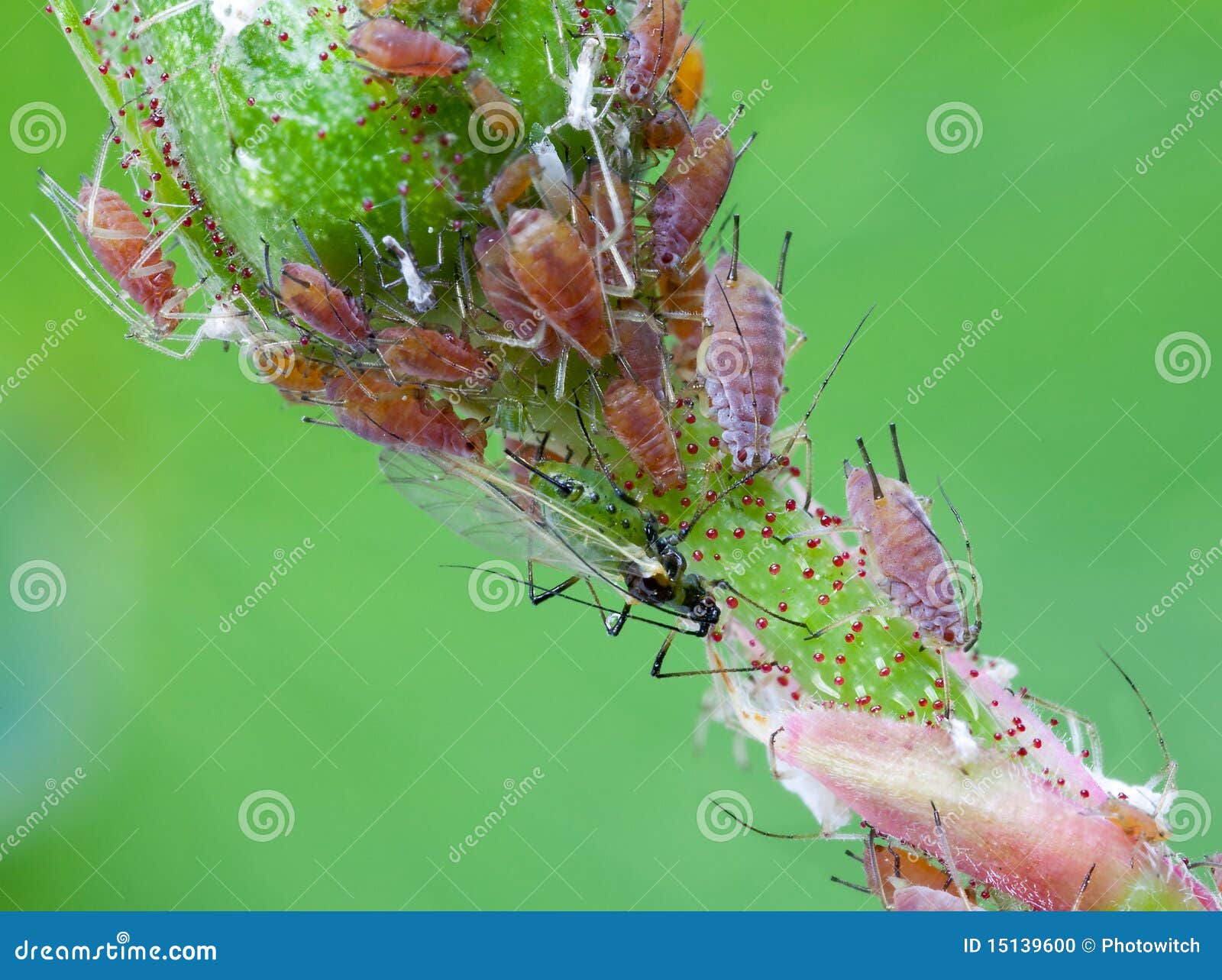 Bladluizen op roze knop stock foto. Image of bladluis - 15139600