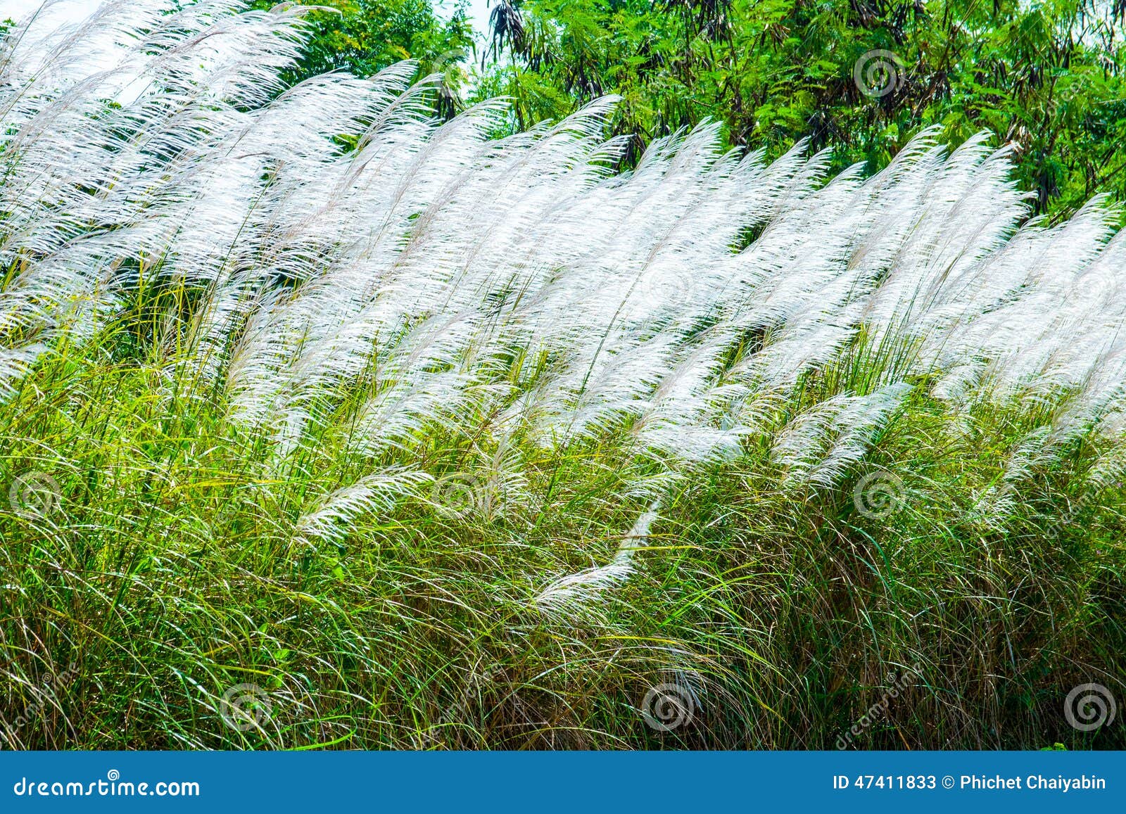 Blady grass flower stock image. Image of alang, wonderful - 47411833