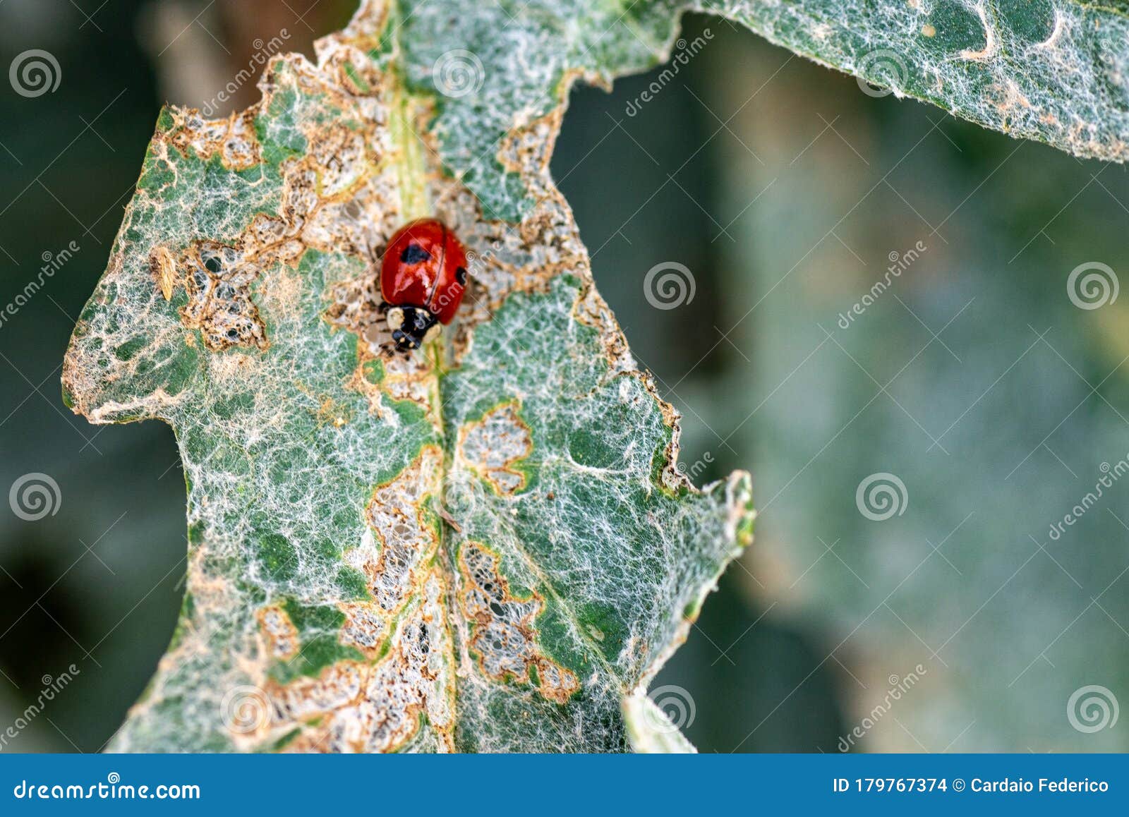 Ladybug on vegetable stock photo. Image of beautiful - 179767374
