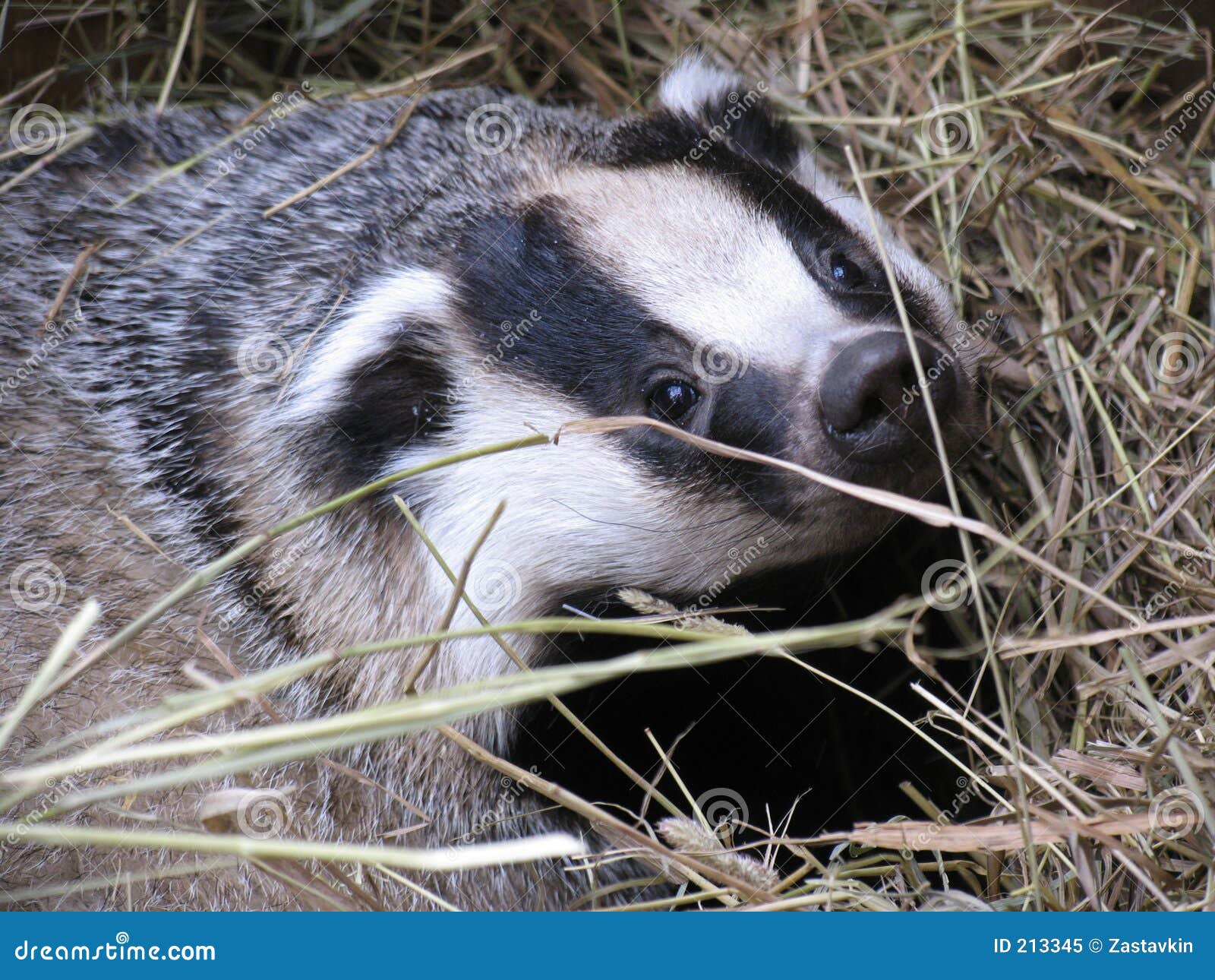 Blaireau image stock. Image du blaireau, fourrure, raccoon - 213345