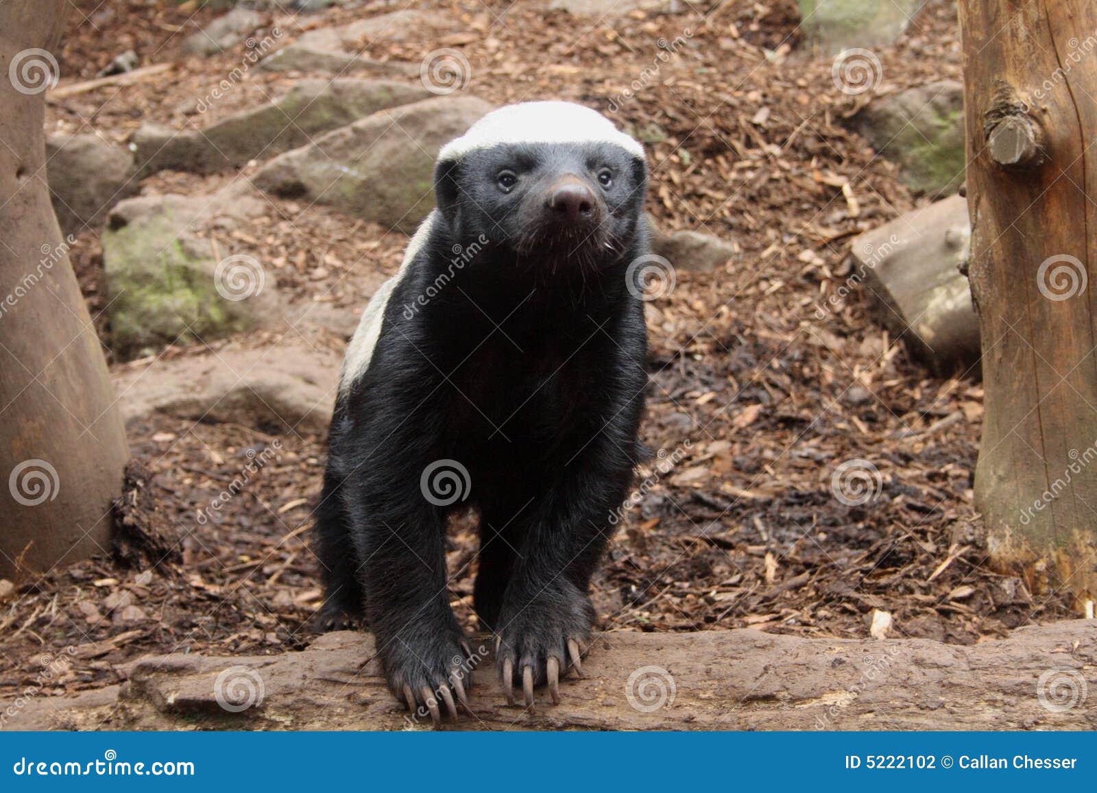 Blaireau de miel photo stock. Image du mignon, kalahari - 5222102